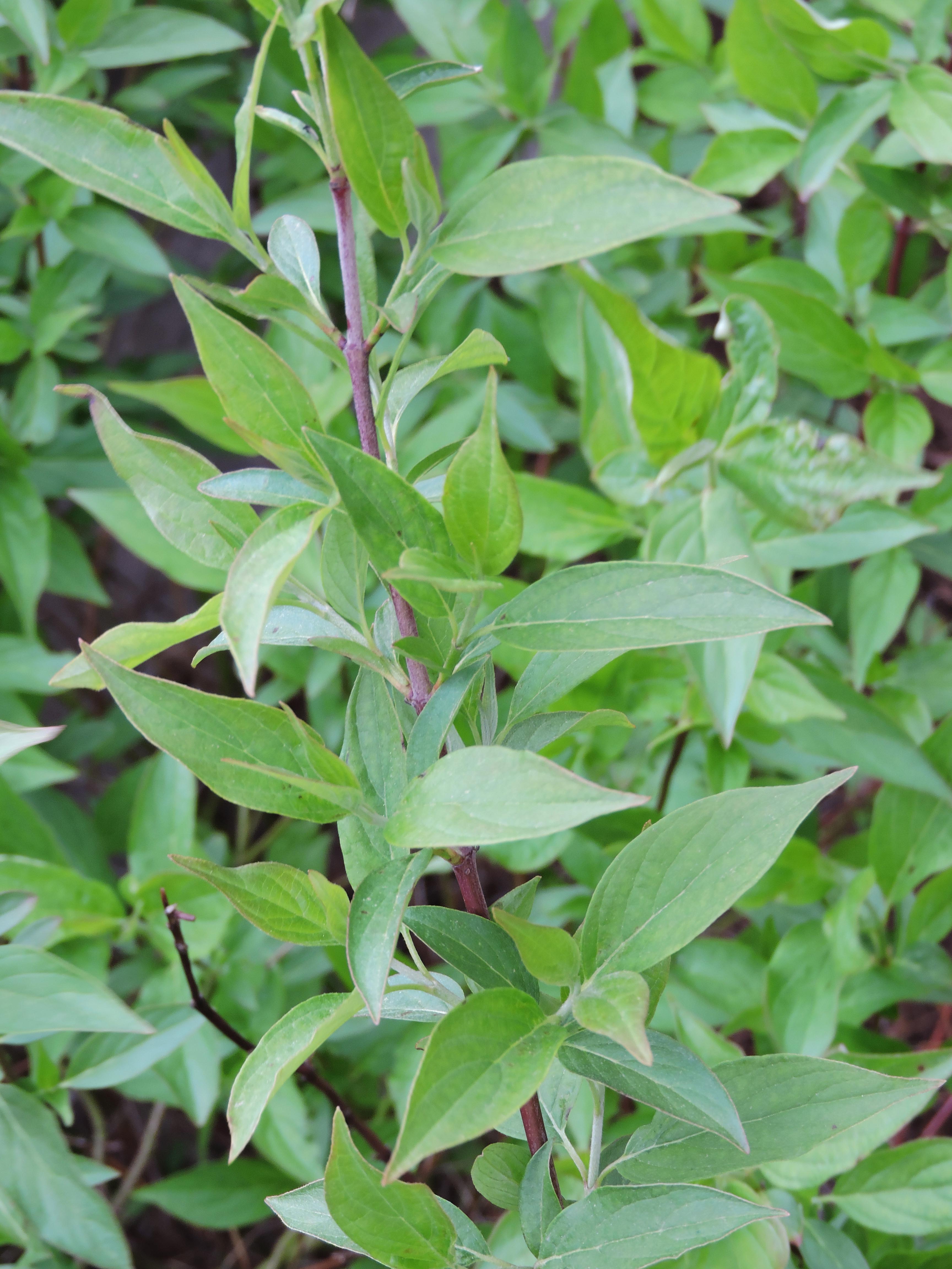 Cornus alba ‘Kesselringii’ – Purdue Arboretum Explorer
