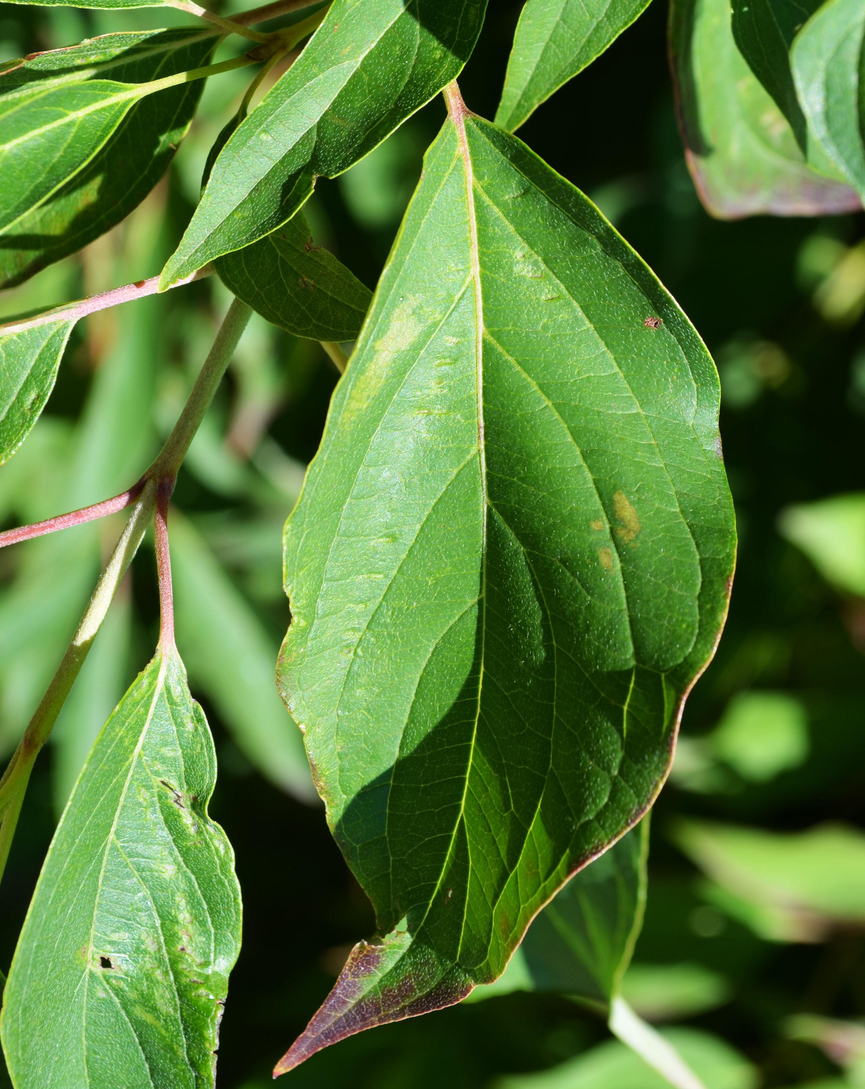 Cornus alba ‘Kesselringii’ – Purdue Arboretum Explorer
