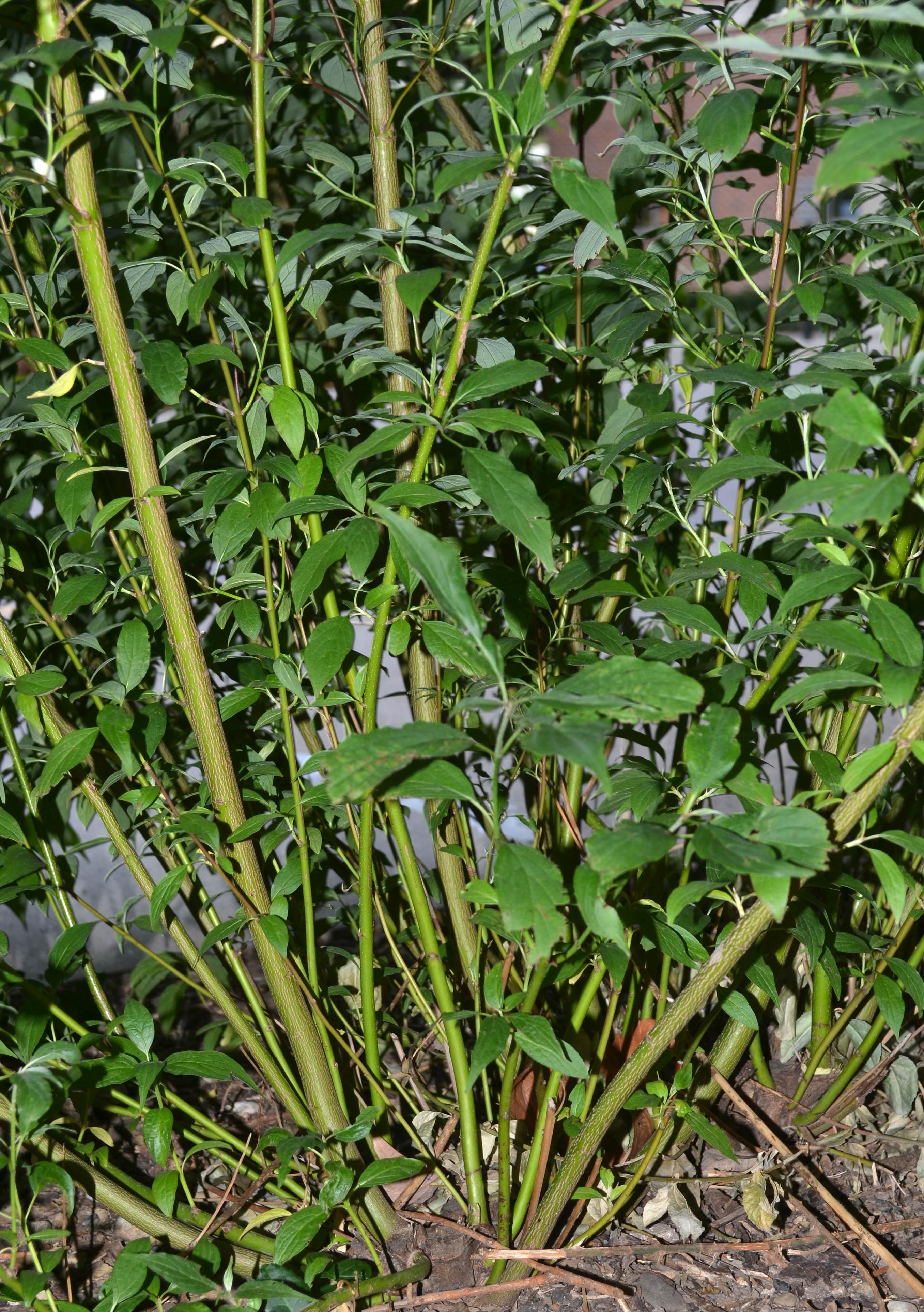 Cornus alba ‘Regnzam’ [sold as Red Gnome™] – Purdue Arboretum Explorer