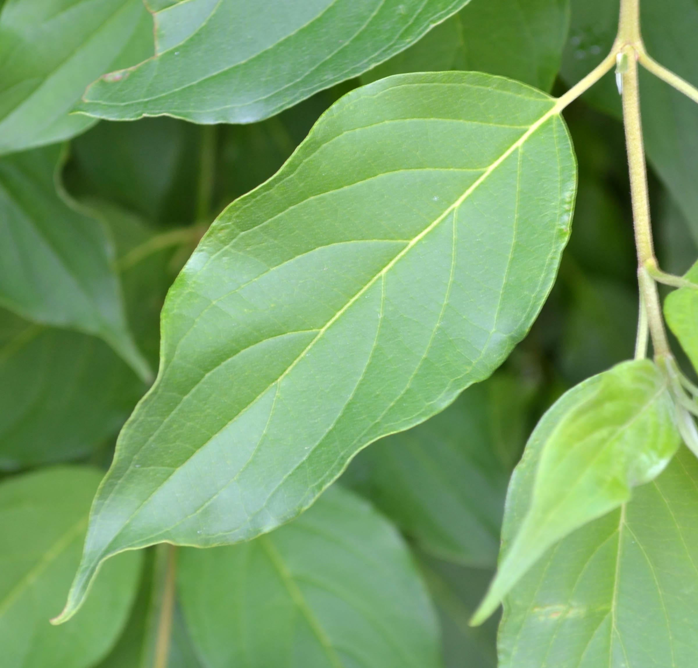 Cornus alba ‘Regnzam’ [sold as Red Gnome™] – Purdue Arboretum Explorer