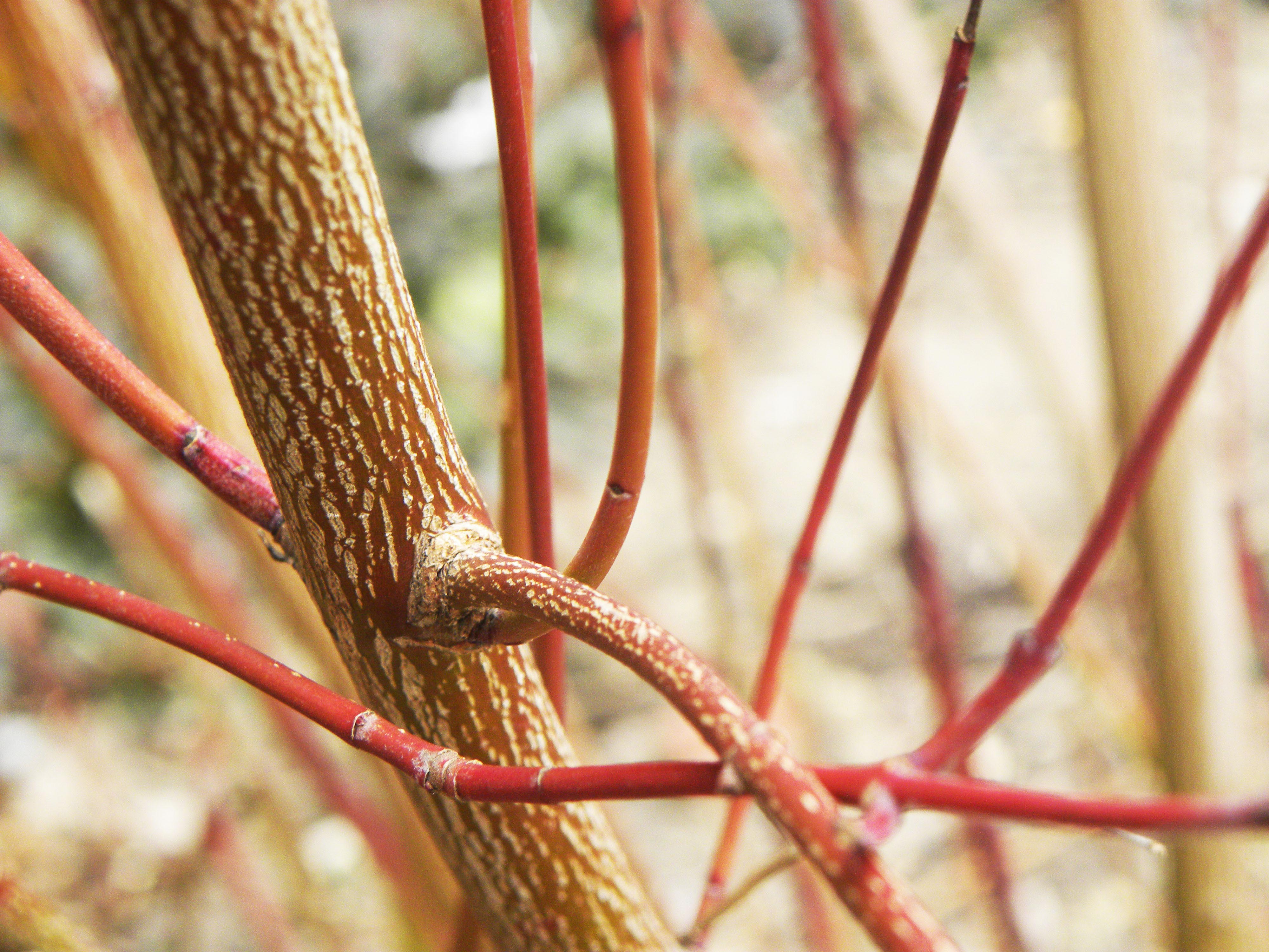 Cornus alba ‘Regnzam’ [sold as Red Gnome™] – Purdue Arboretum Explorer