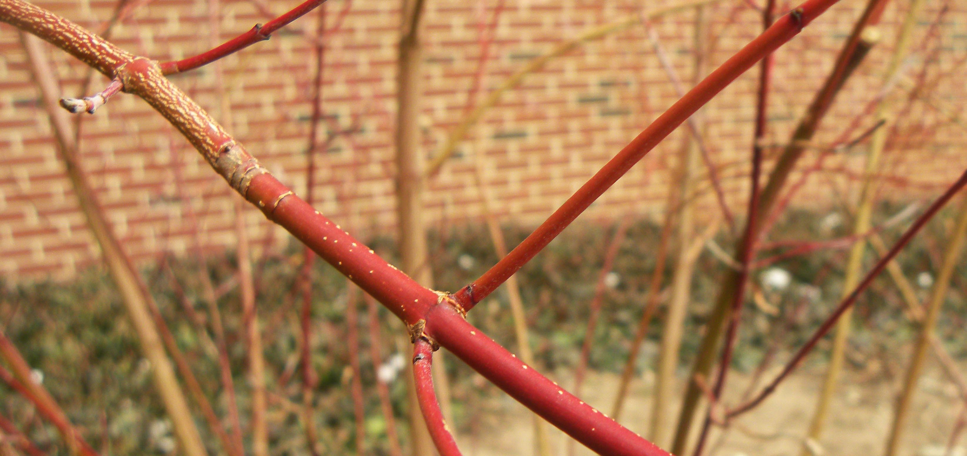 Cornus alba ‘Regnzam’ [sold as Red Gnome™] – Purdue Arboretum Explorer