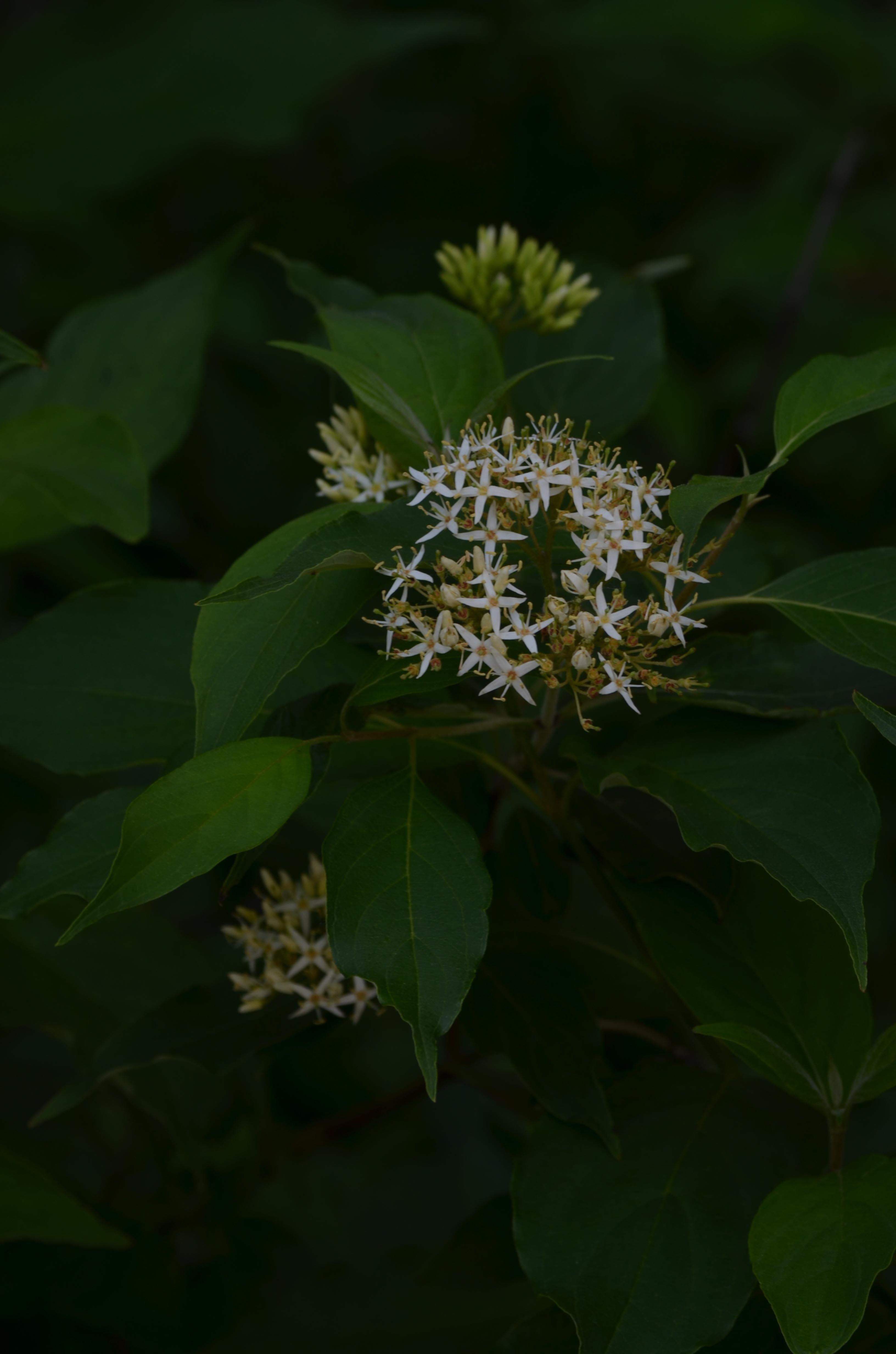 Cornus alba ‘Regnzam’ [sold as Red Gnome™] – Purdue Arboretum Explorer