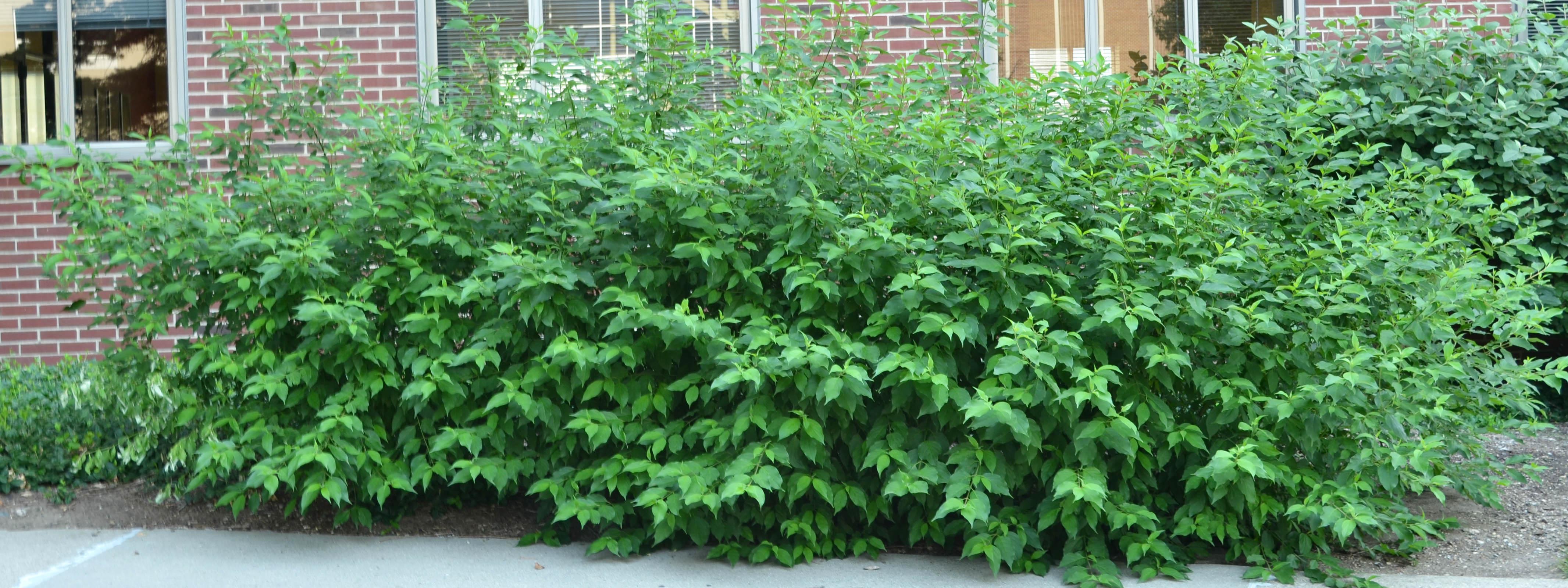 Cornus alba ‘Regnzam’ [sold as Red Gnome™] – Purdue Arboretum Explorer