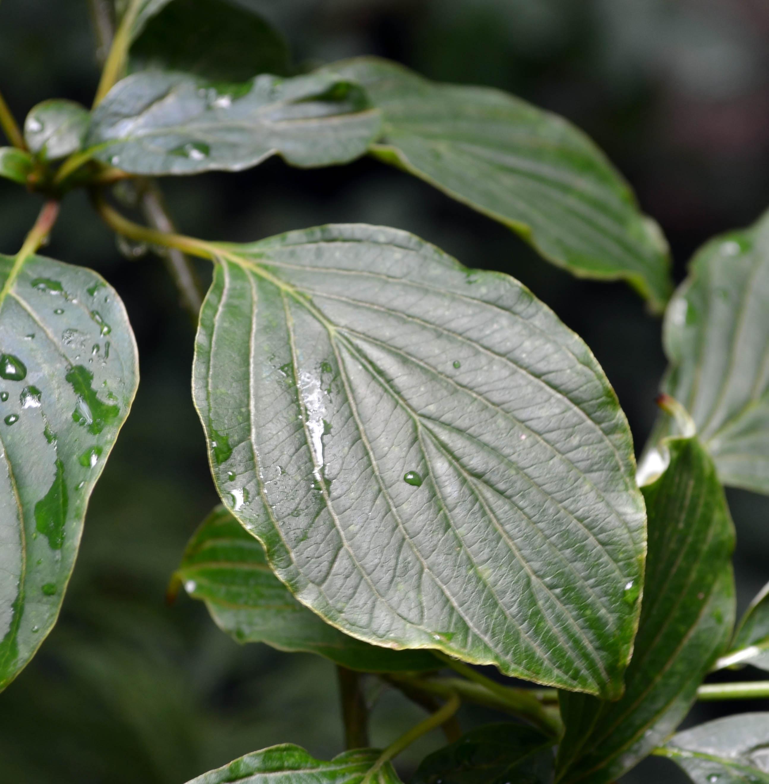 Cornus alternifolia – Purdue Arboretum Explorer