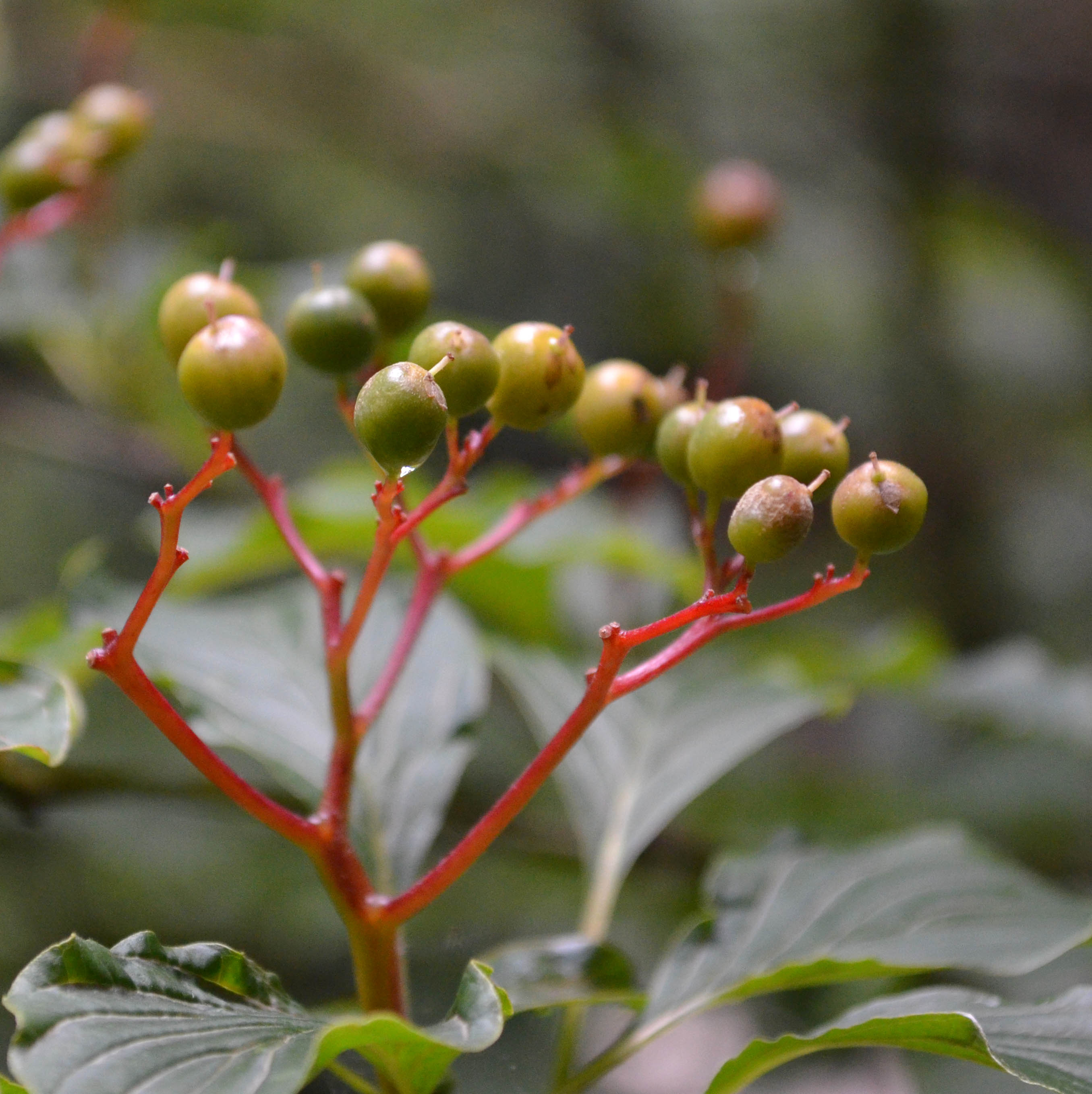 Cornus alternifolia – Purdue Arboretum Explorer