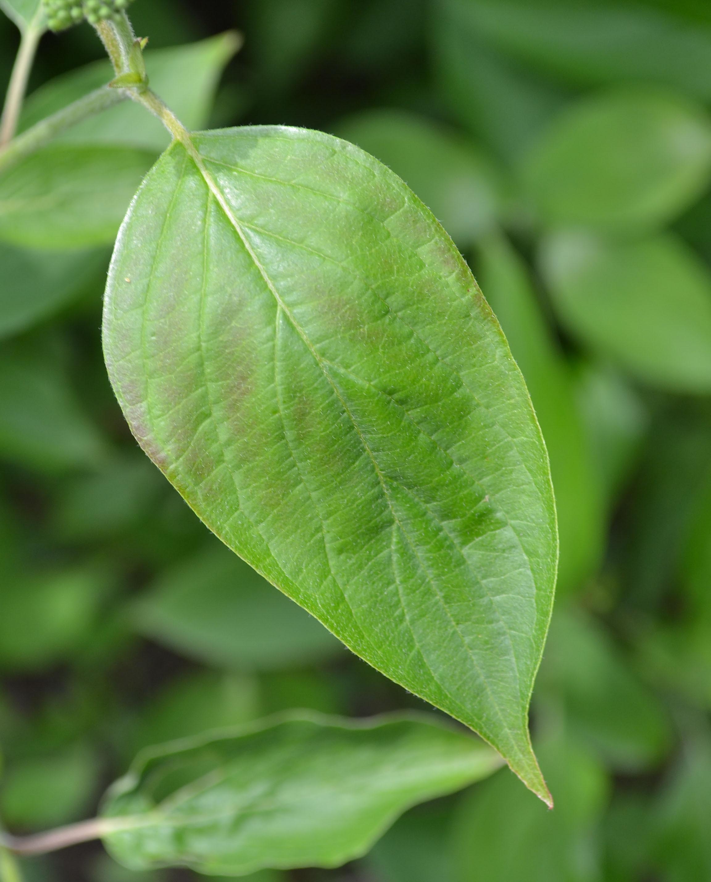 Cornus amomum – Purdue Arboretum Explorer