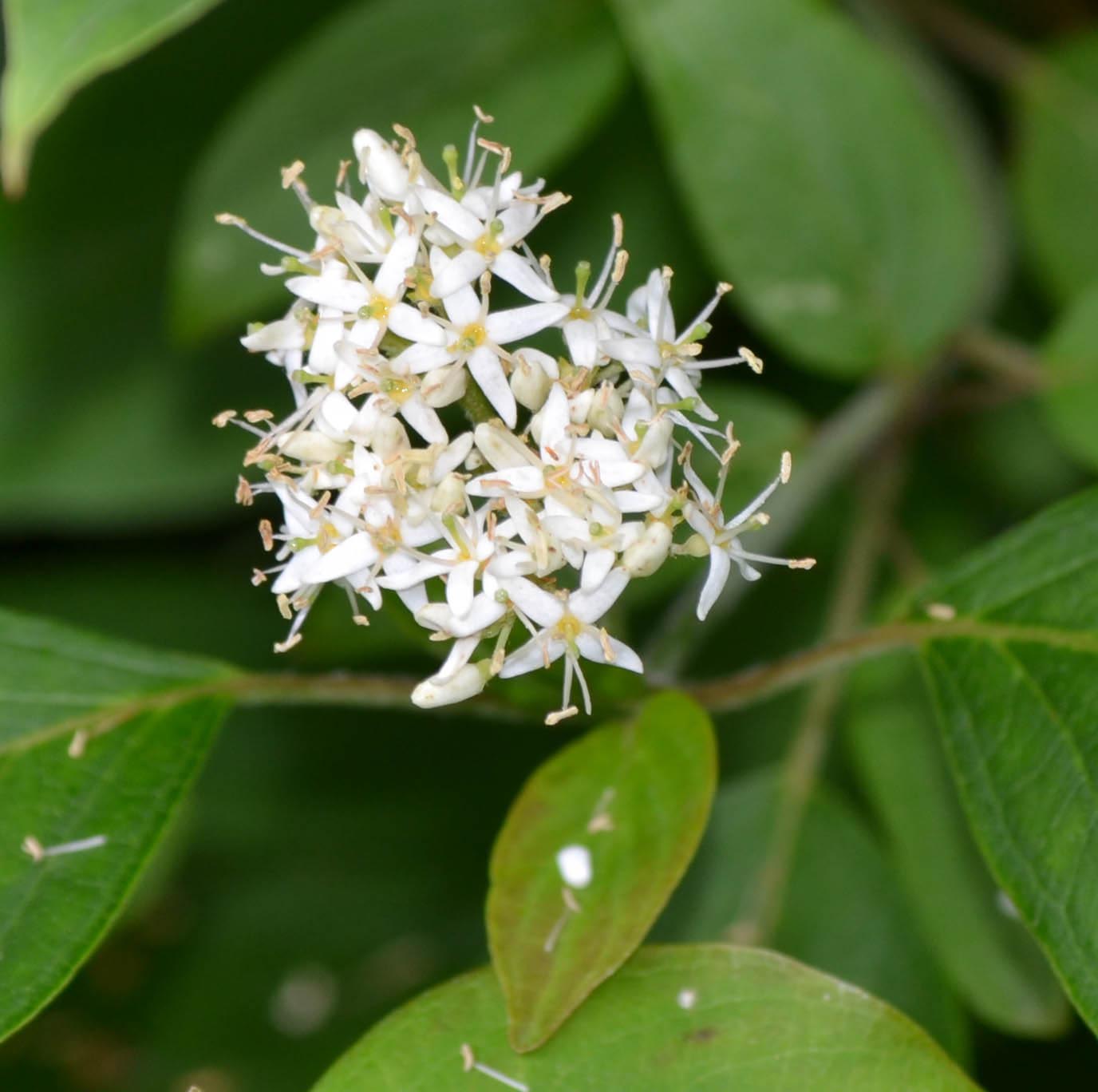 Cornus amomum – Purdue Arboretum Explorer