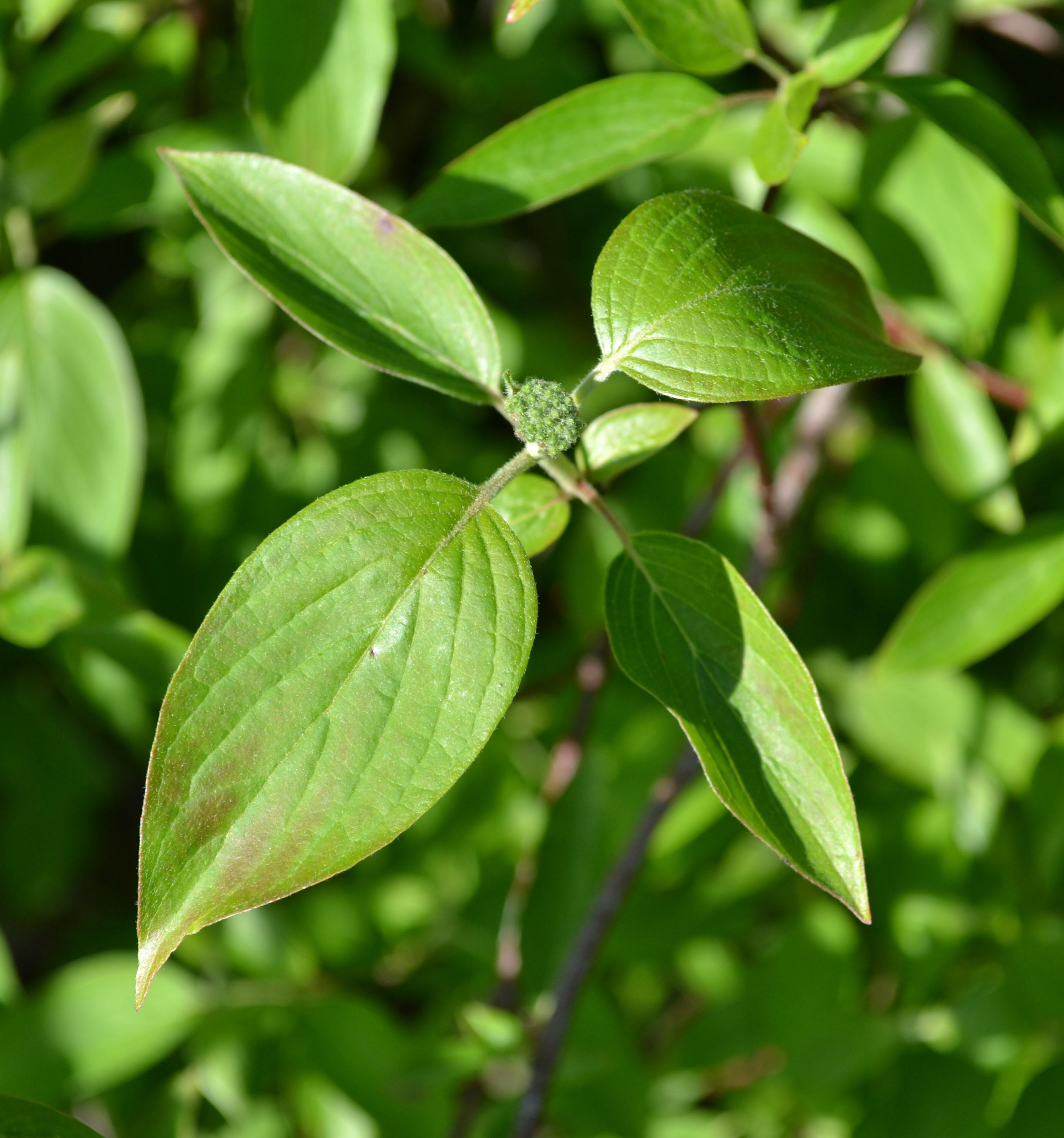 Cornus amomum – Purdue Arboretum Explorer