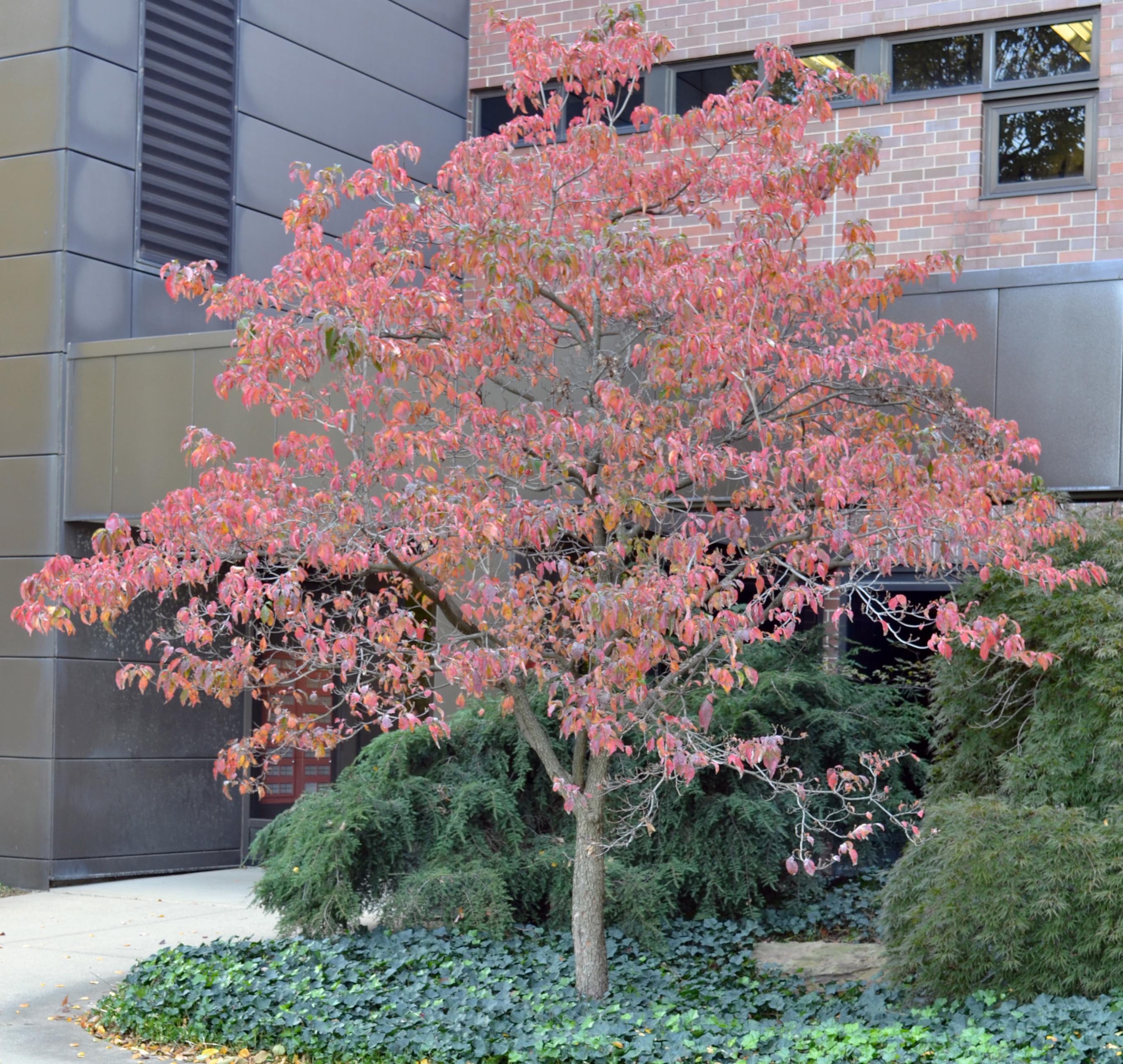 Cornus florida – Purdue Arboretum Explorer