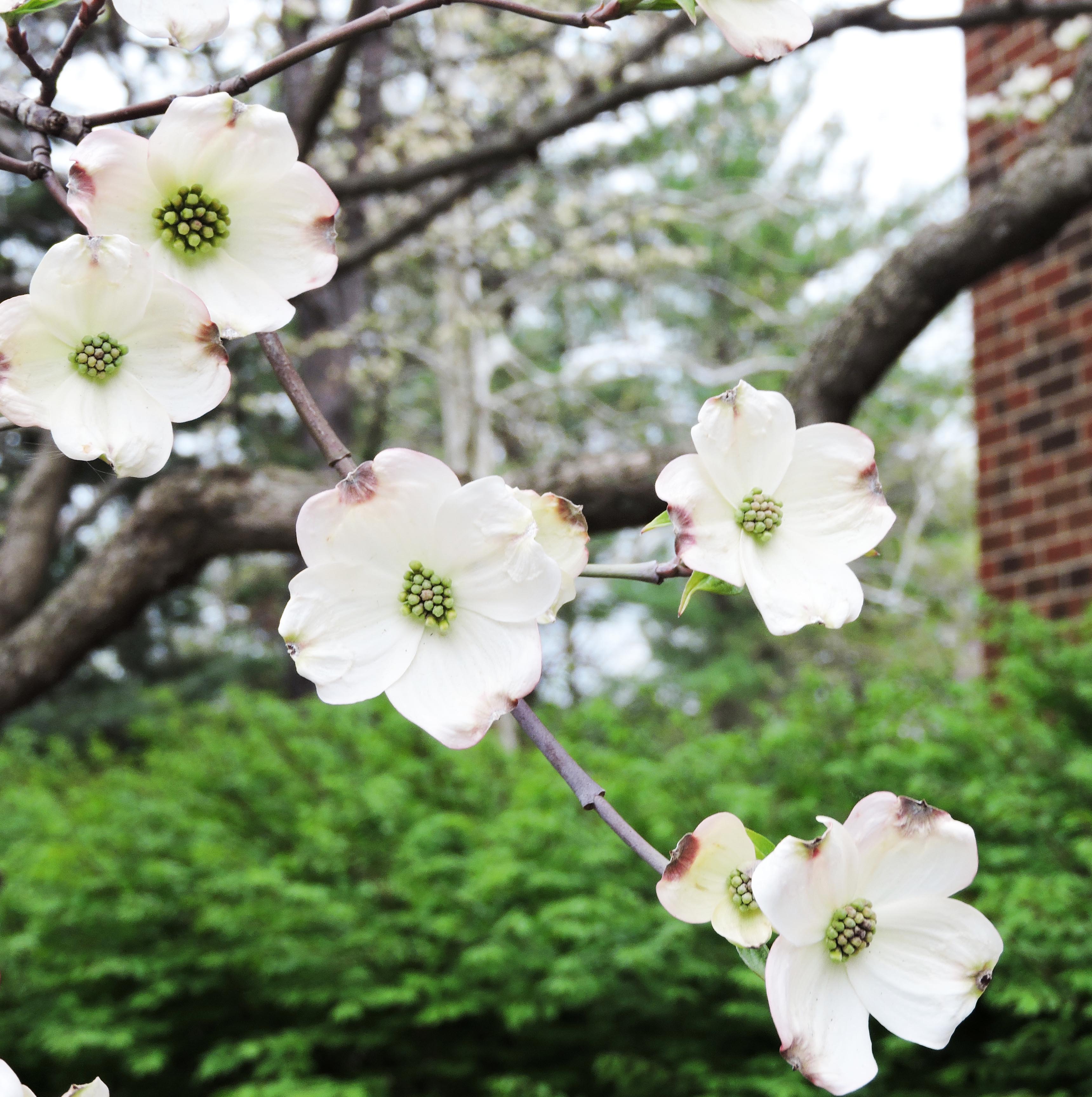 Cornus florida – Purdue Arboretum Explorer