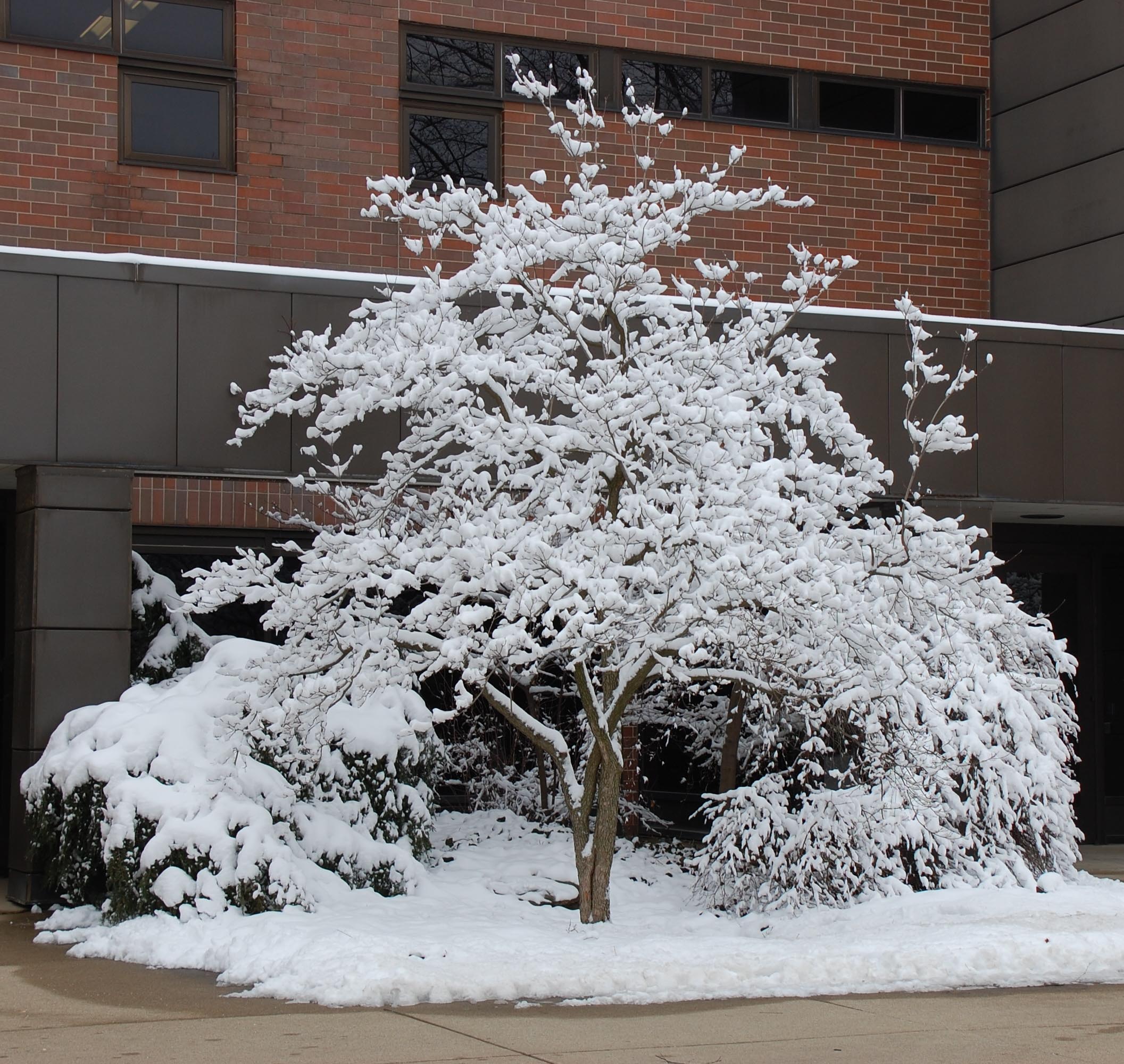 Cornus florida – Purdue Arboretum Explorer