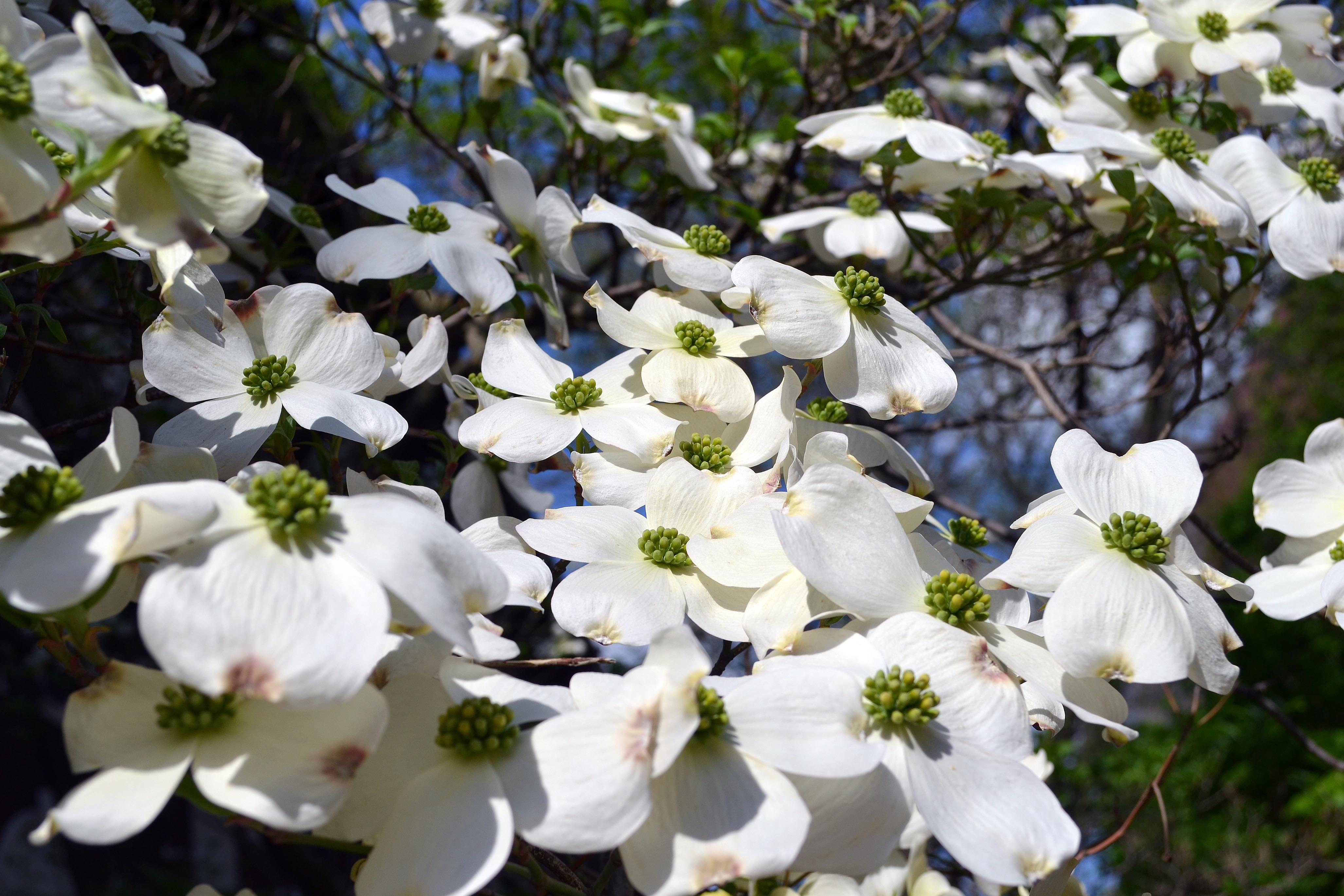 Cornus florida – Purdue Arboretum Explorer