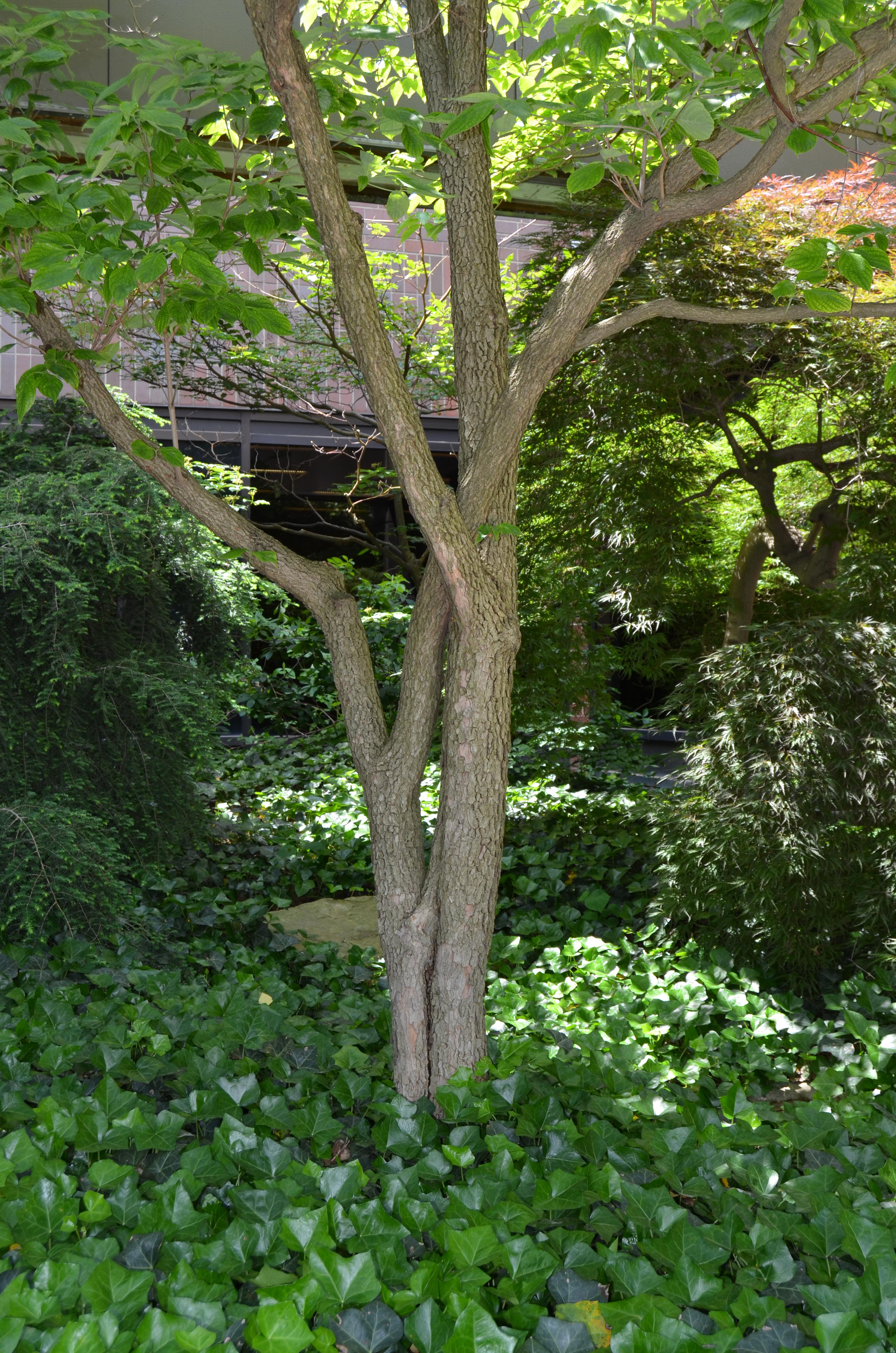 Cornus florida – Purdue Arboretum Explorer