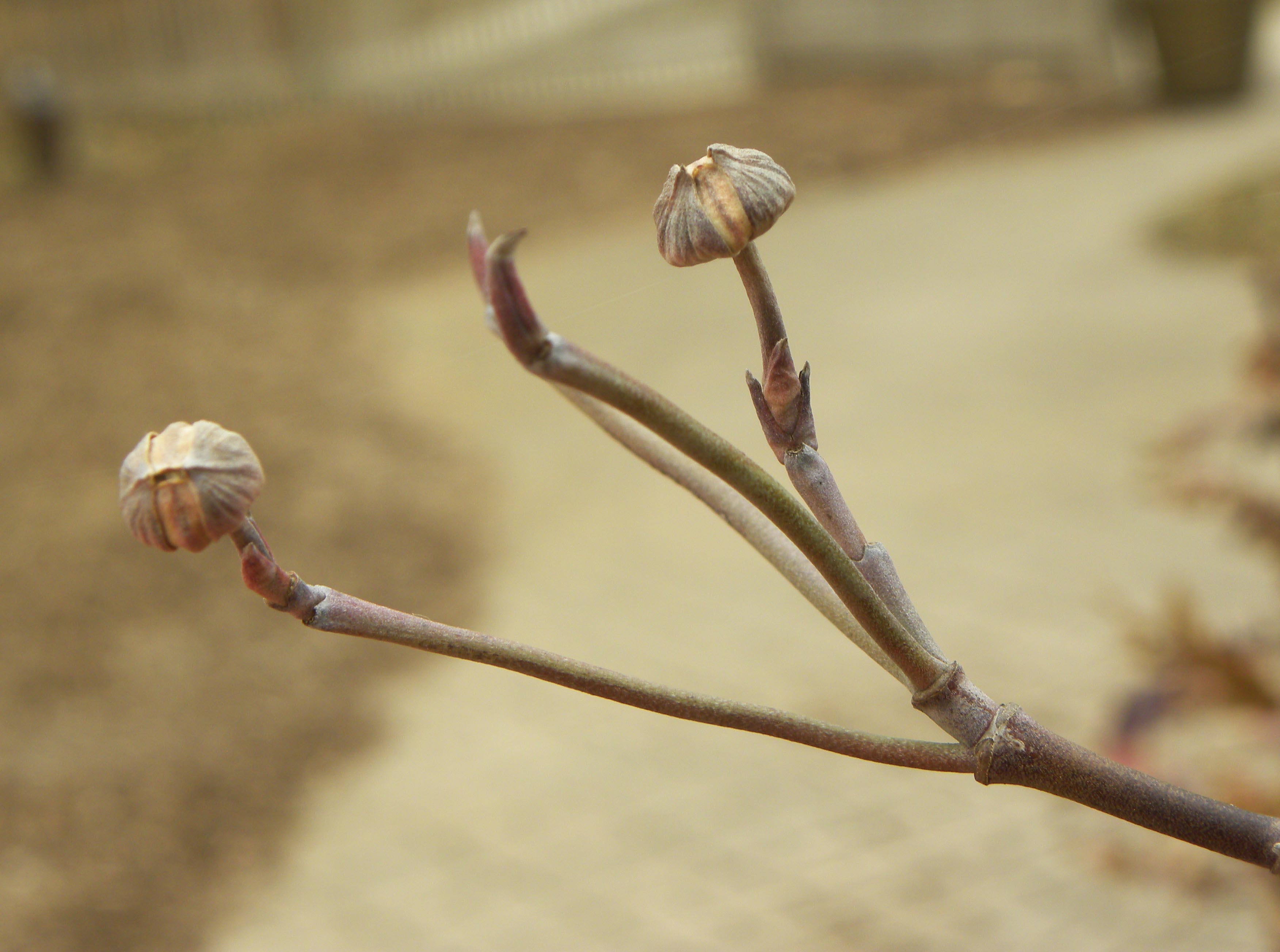 Cornus florida – Purdue Arboretum Explorer