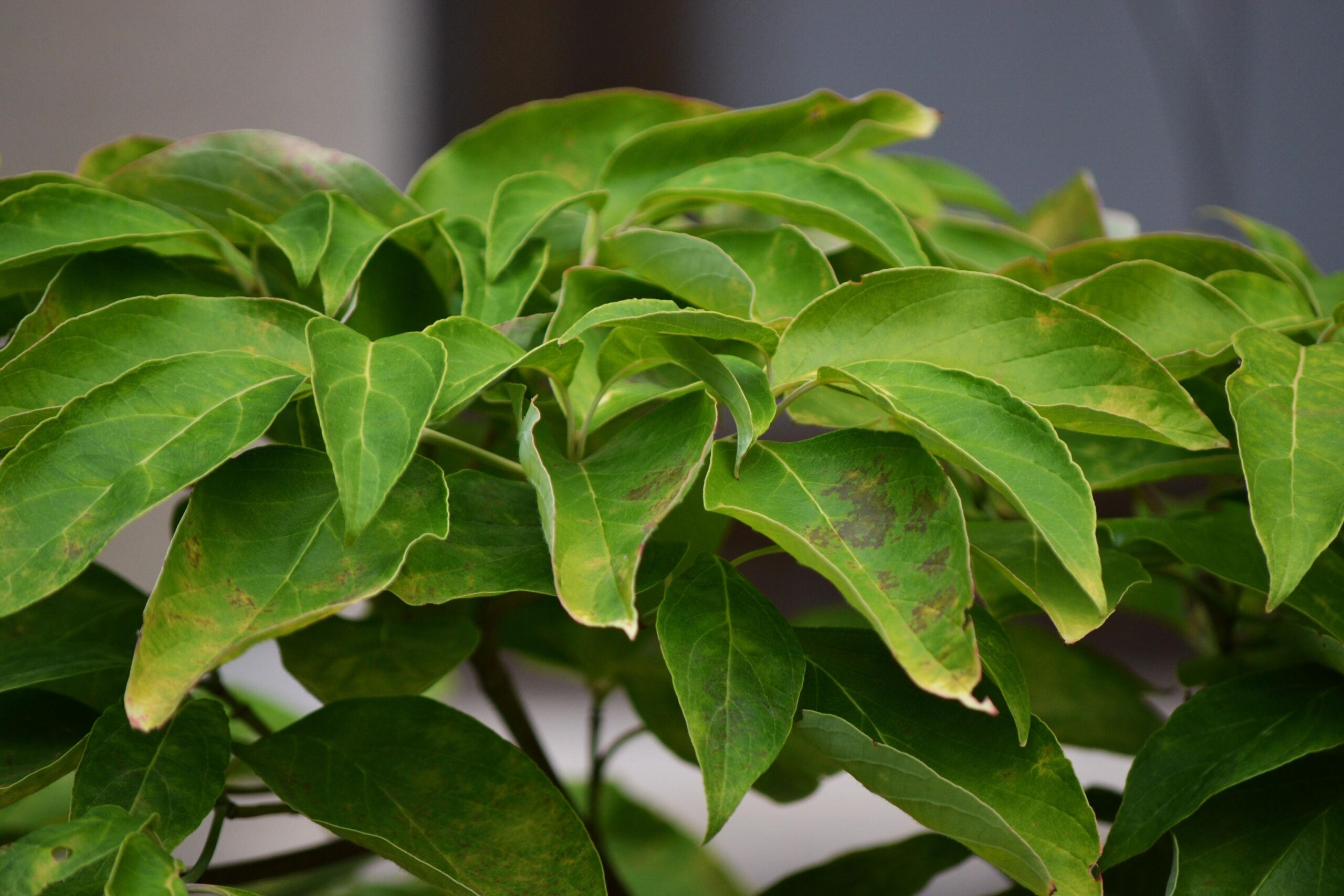 Cornus florida ‘Autumn Gold’ – Purdue Arboretum Explorer
