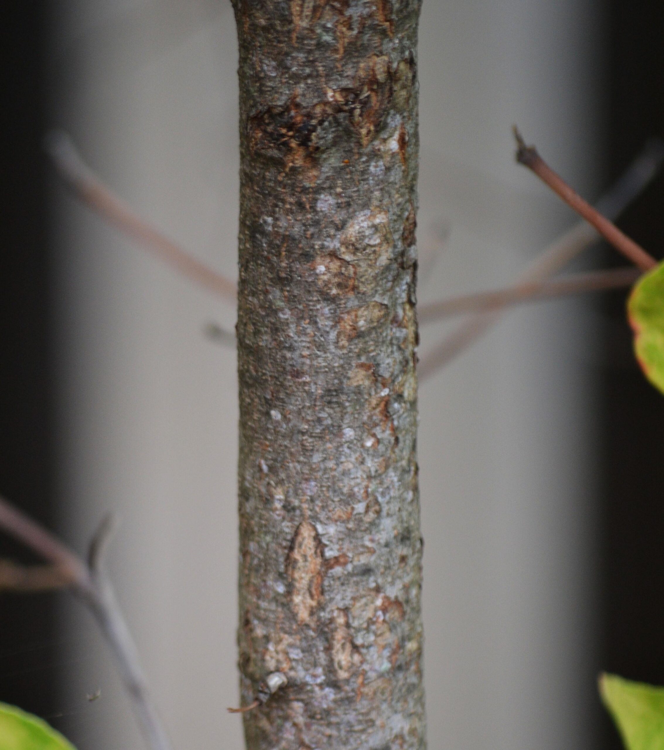Cornus florida ‘Autumn Gold’ – Purdue Arboretum Explorer
