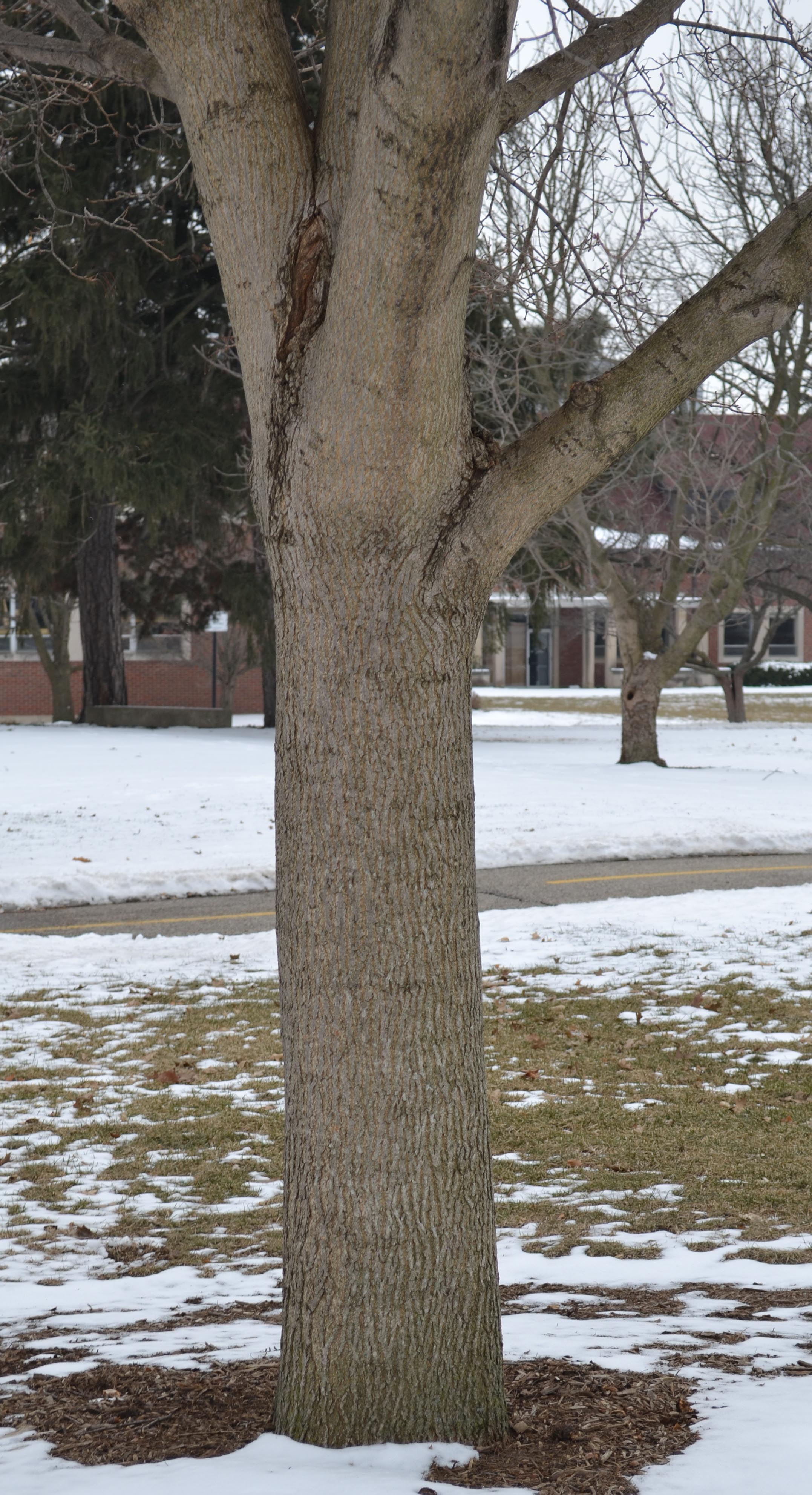 Acer glabrum – Purdue Arboretum Explorer
