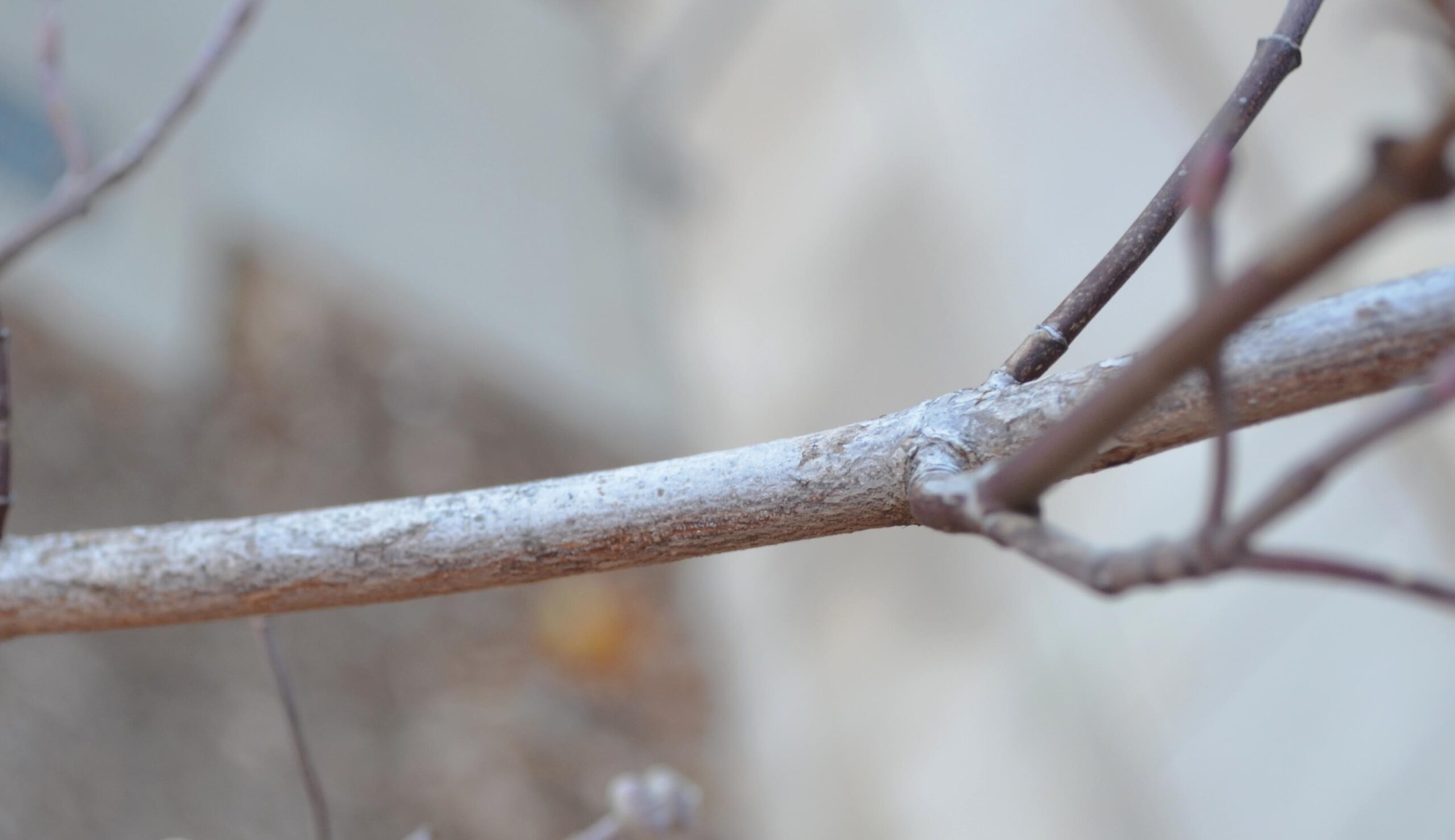 Cornus florida ‘Cherokee Princess’ – Purdue Arboretum Explorer