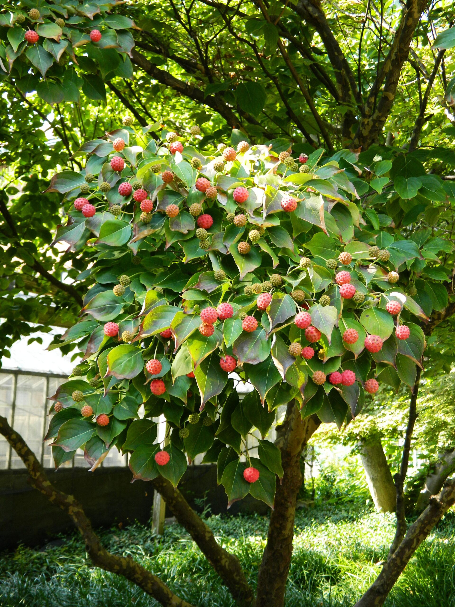 Cornus kousa – Purdue Arboretum Explorer