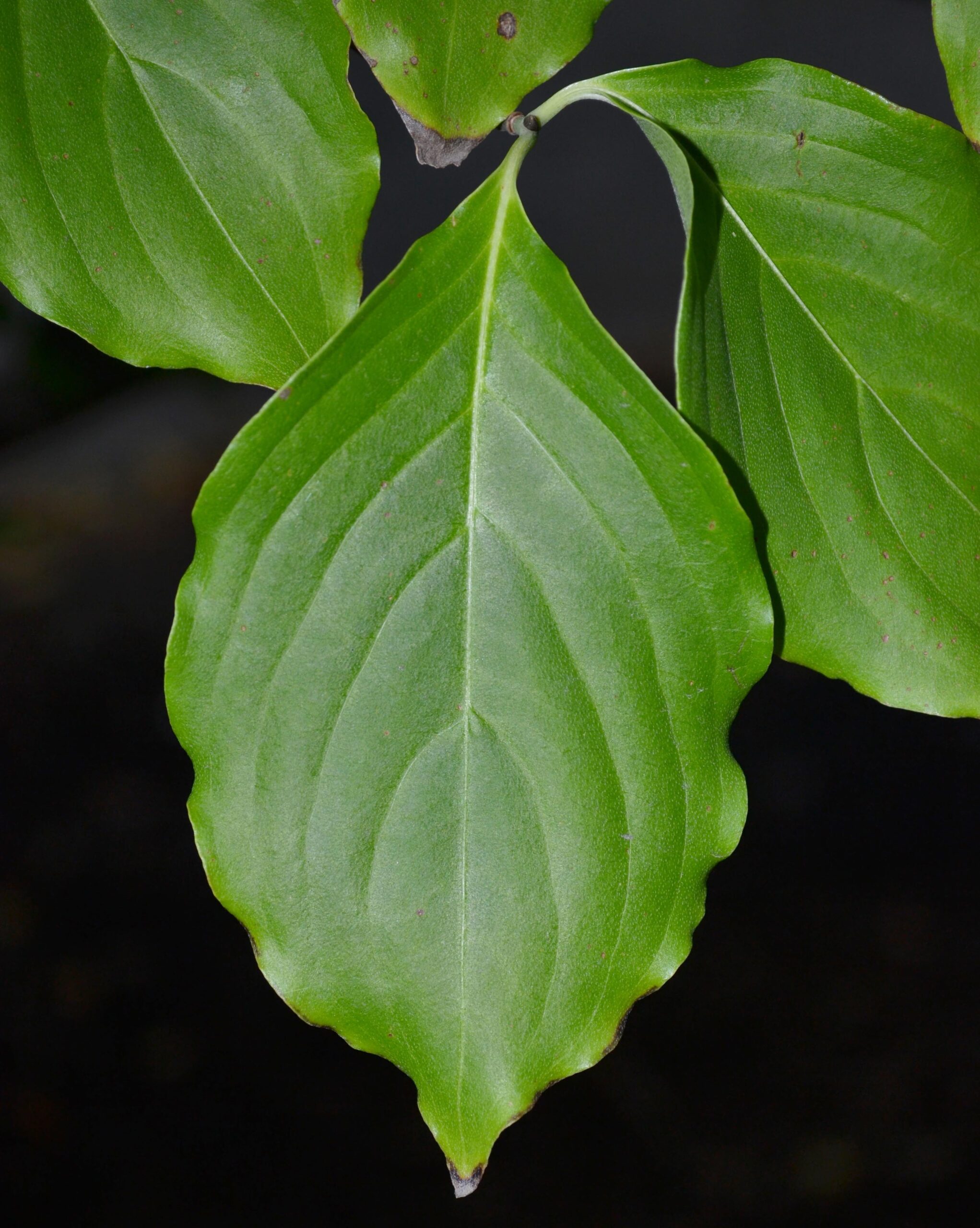 Cornus kousa – Purdue Arboretum Explorer