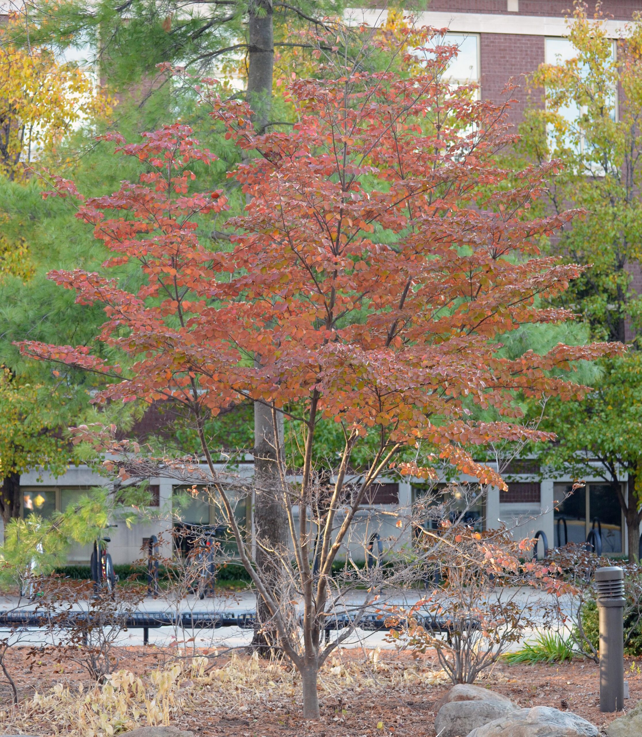 Cornus kousa – Purdue Arboretum Explorer