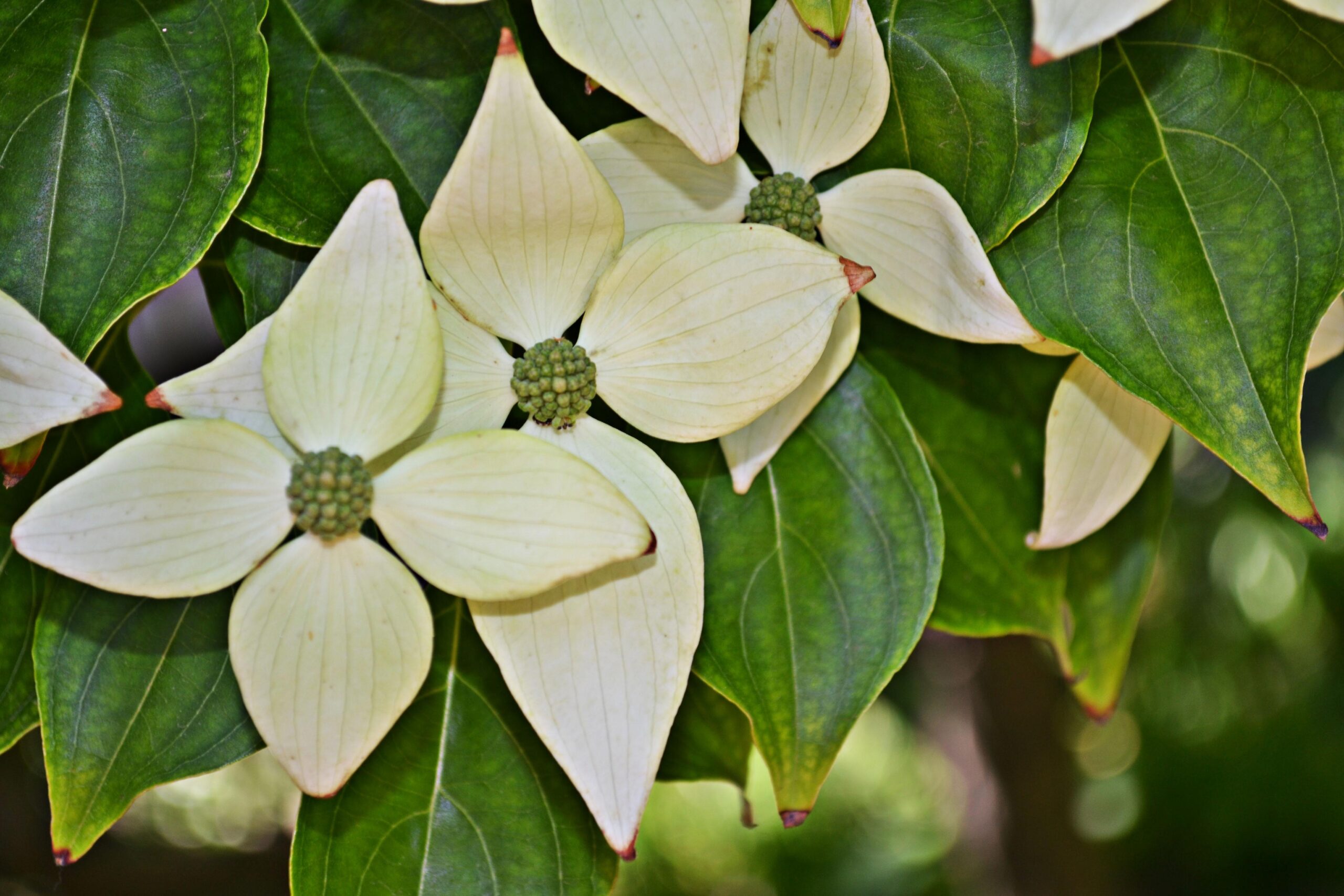 Cornus kousa – Purdue Arboretum Explorer