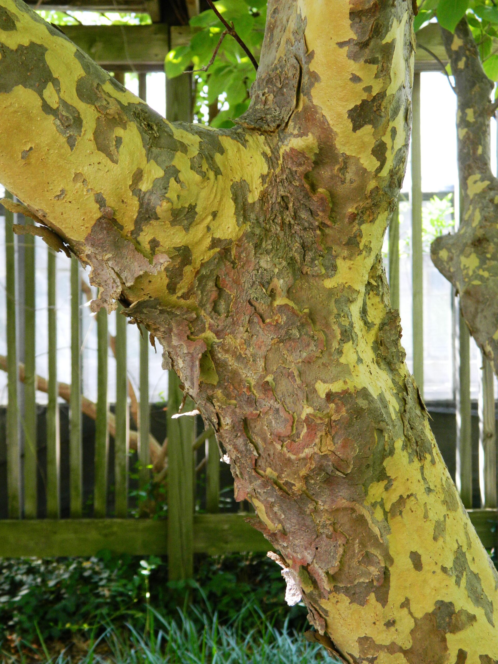 Cornus kousa – Purdue Arboretum Explorer