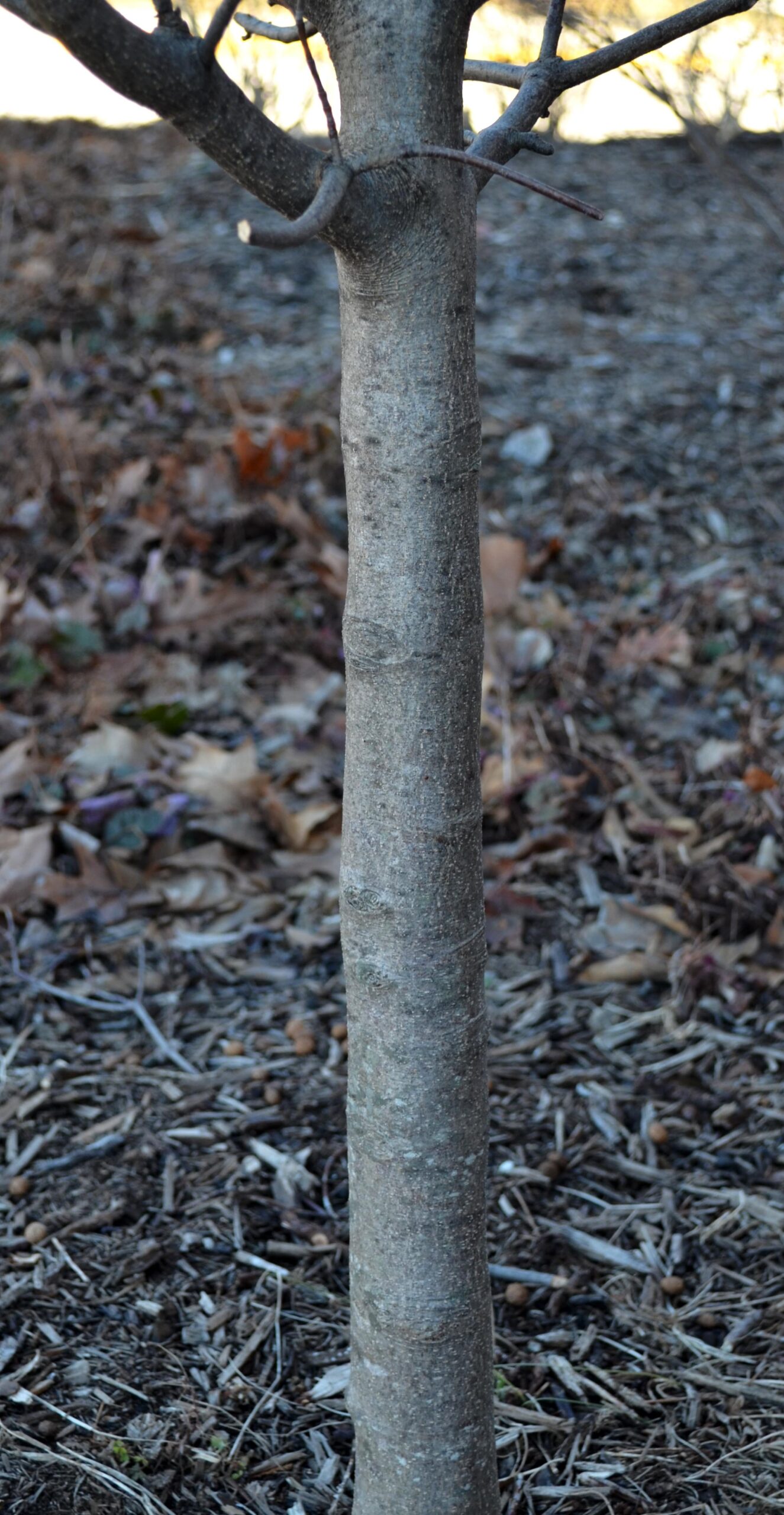 Cornus kousa var. chinensis ‘Milky Way’ – Purdue Arboretum Explorer