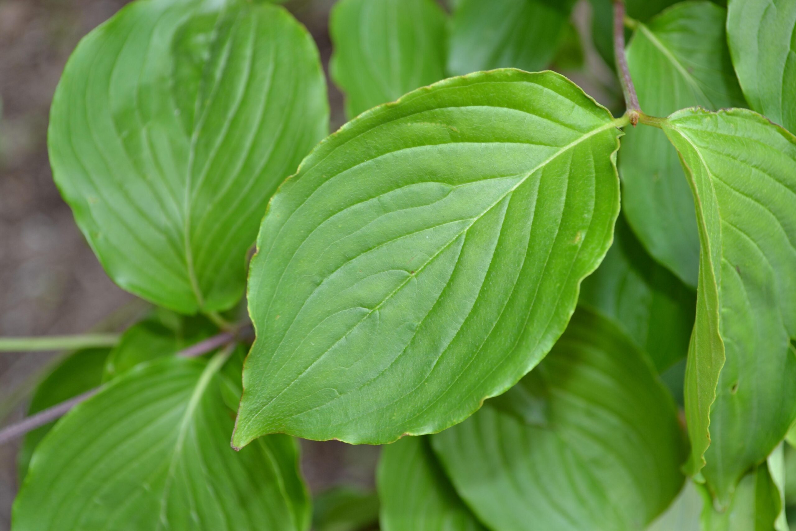 Cornus mas – Purdue Arboretum Explorer