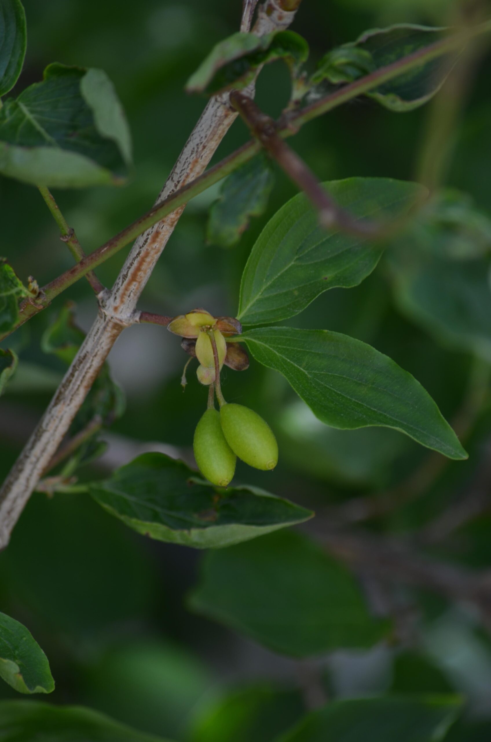 Cornus mas – Purdue Arboretum Explorer