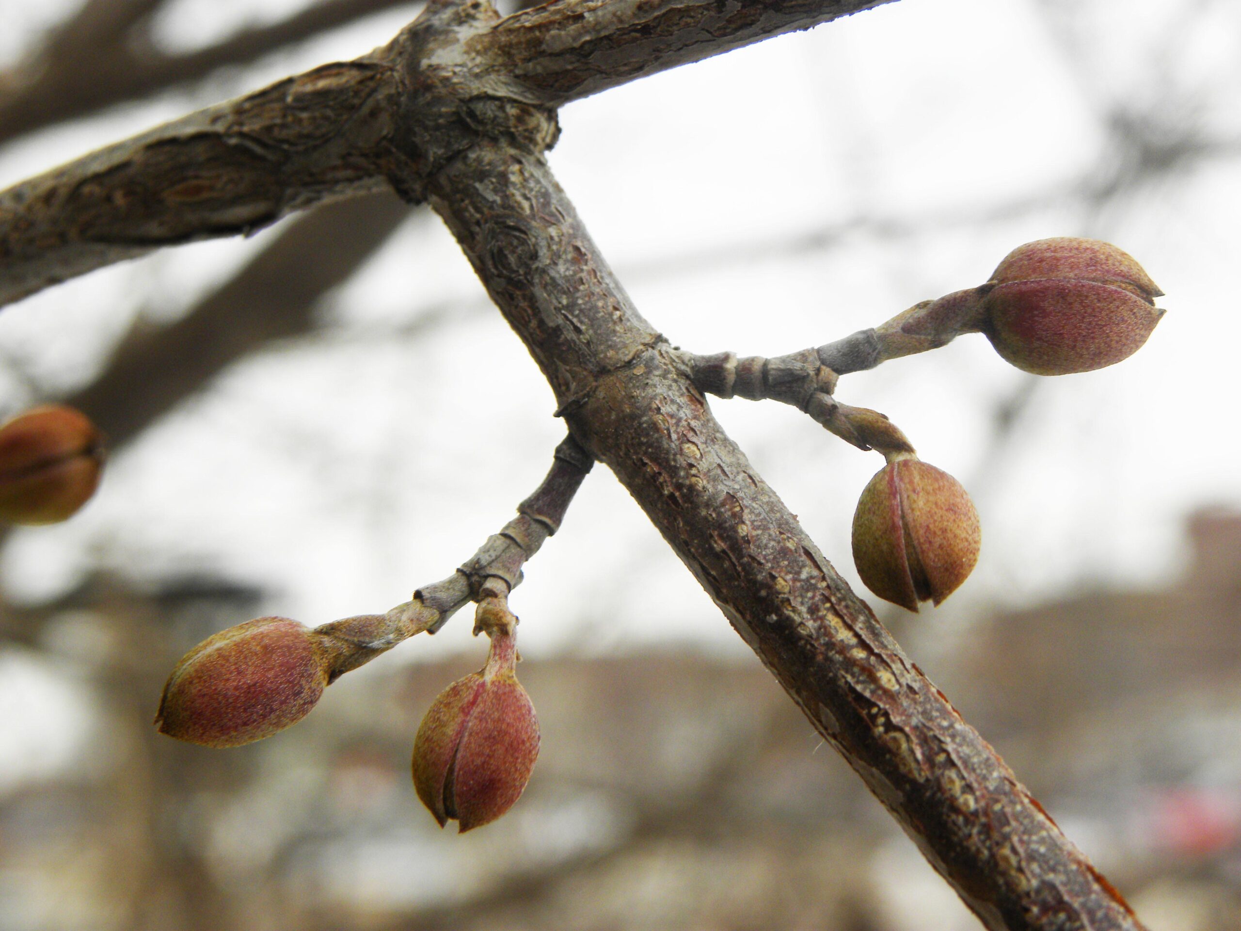 Cornus mas – Purdue Arboretum Explorer