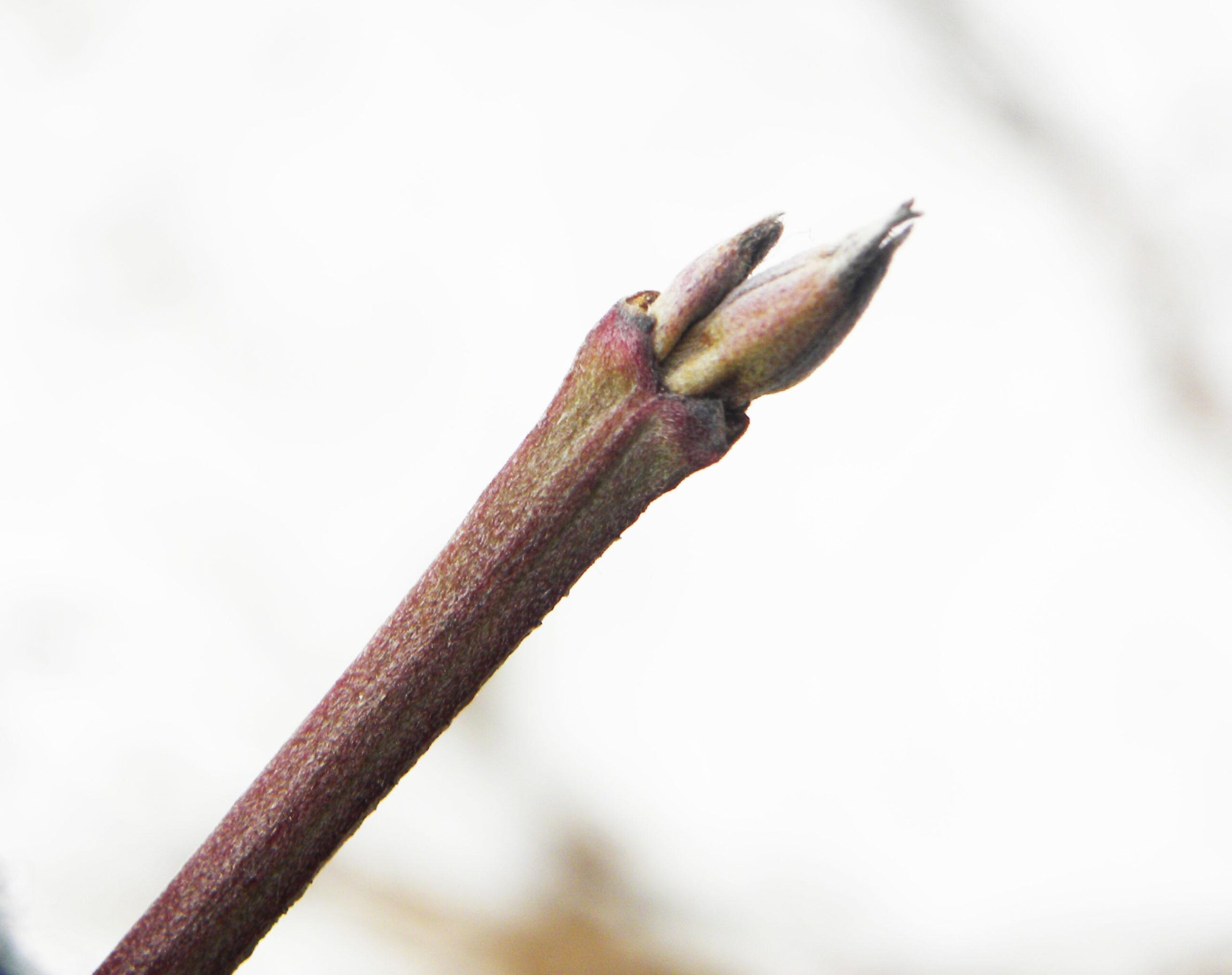 Cornus mas – Purdue Arboretum Explorer