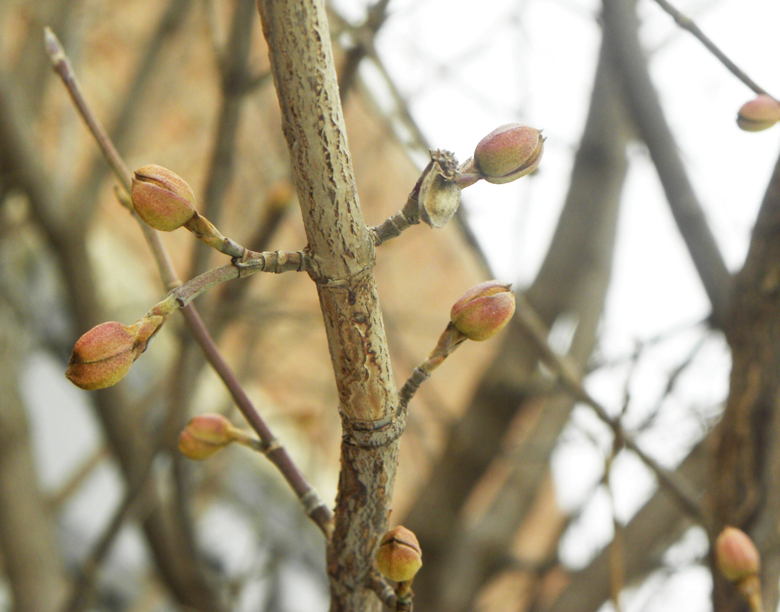 Cornus mas – Purdue Arboretum Explorer