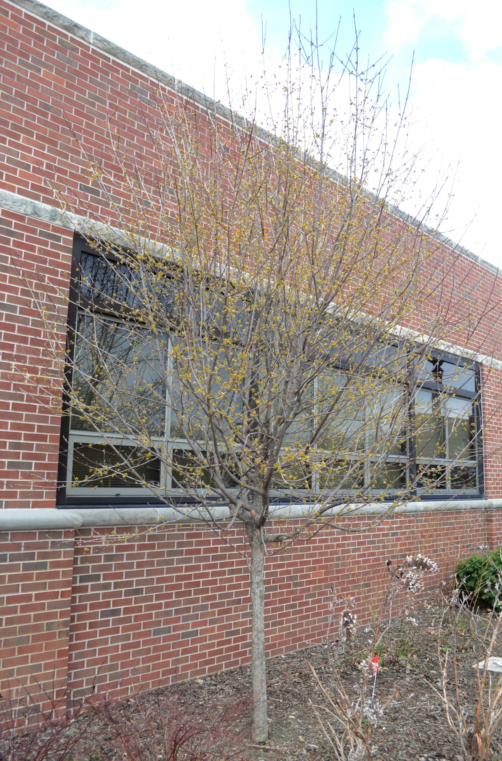 Cornus mas – Purdue Arboretum Explorer