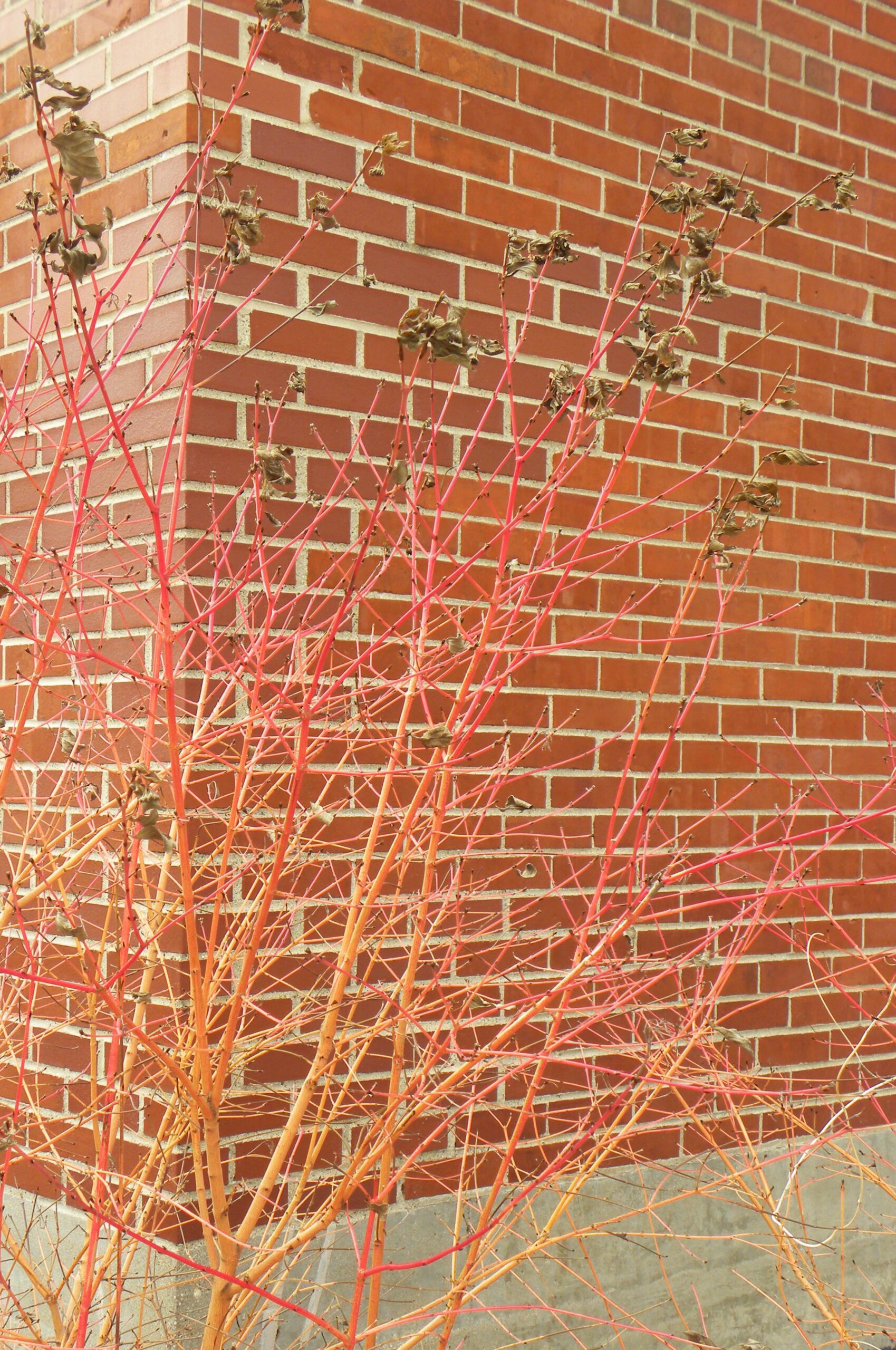 Cornus sanguinea ‘Midwinter Fire’ – Purdue Arboretum Explorer