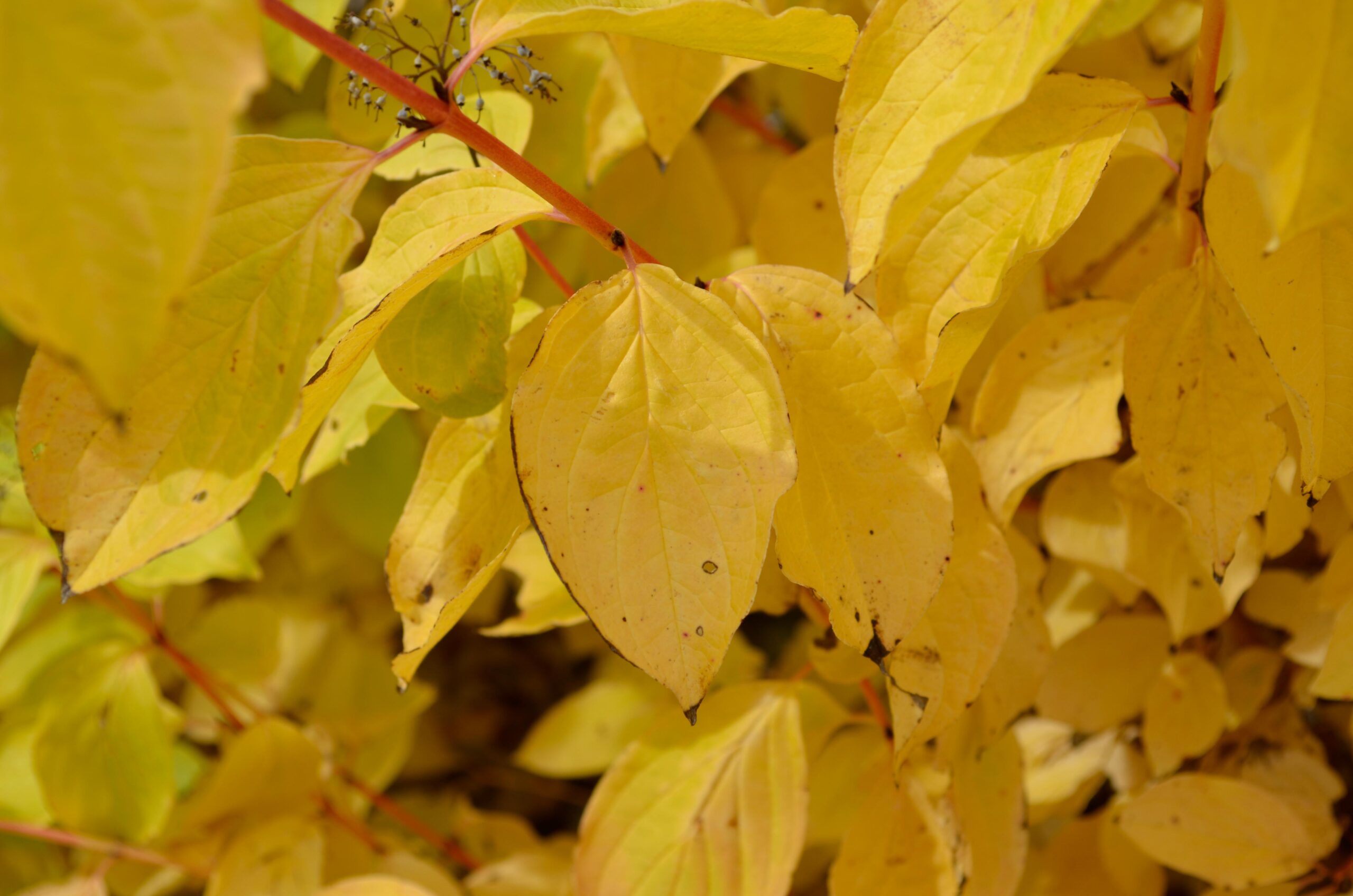 Cornus sanguinea ‘Midwinter Fire’ – Purdue Arboretum Explorer