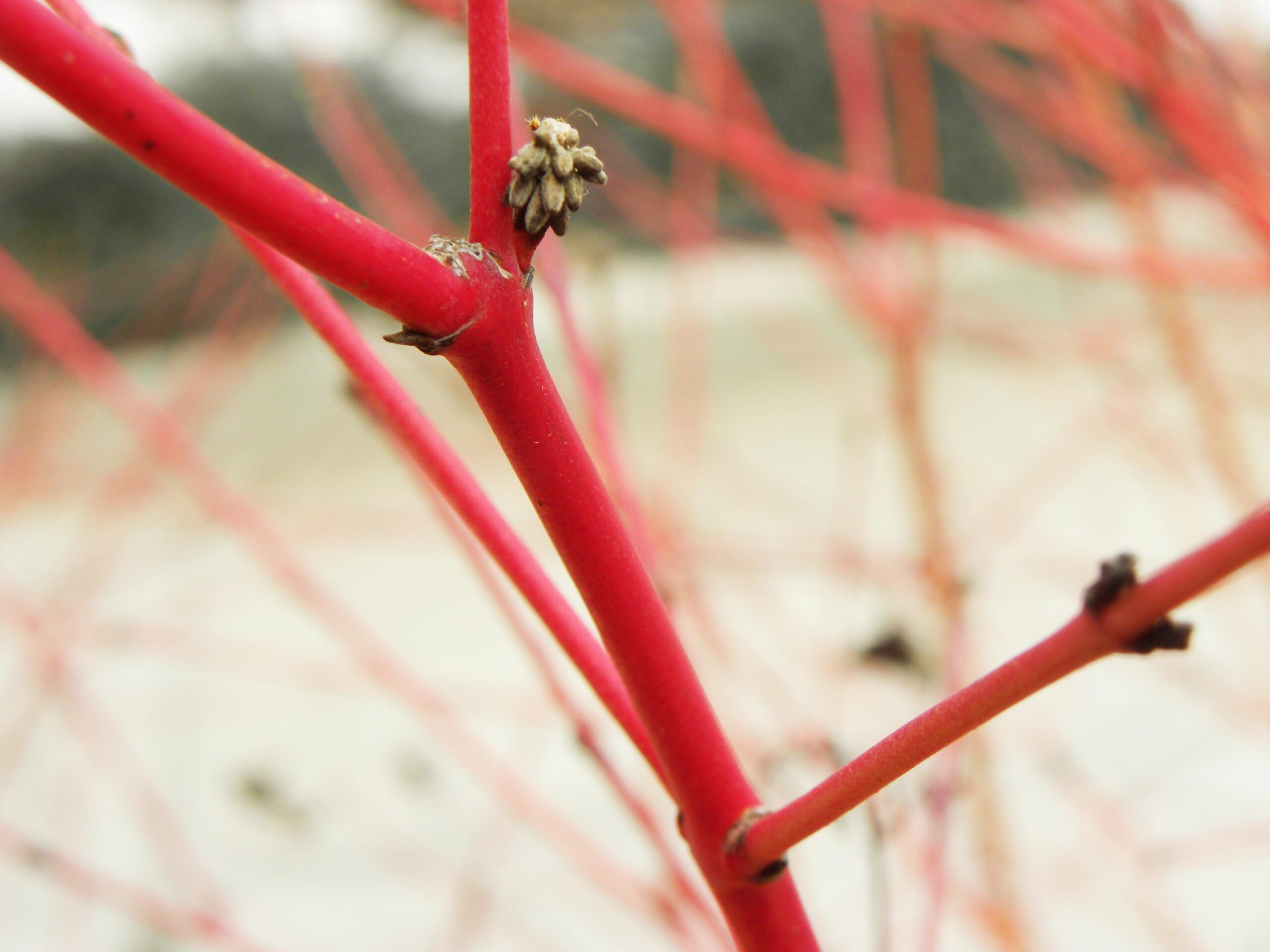 Cornus sanguinea ‘Midwinter Fire’ – Purdue Arboretum Explorer