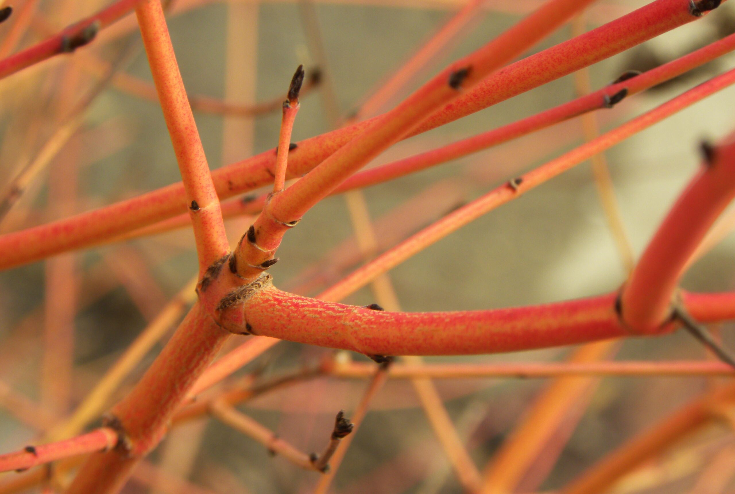 Cornus sanguinea ‘Midwinter Fire’ – Purdue Arboretum Explorer