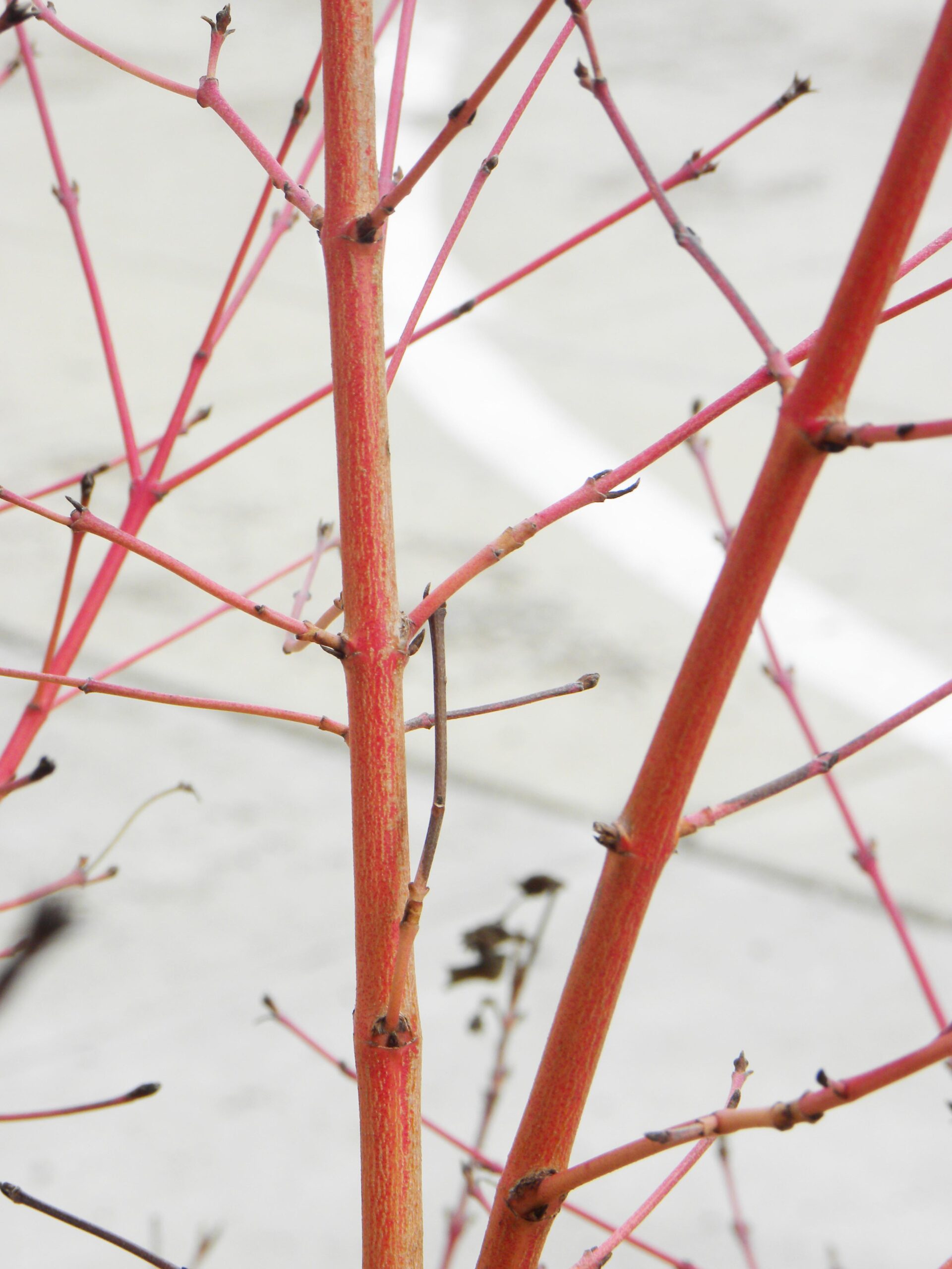Cornus sanguinea ‘Midwinter Fire’ – Purdue Arboretum Explorer