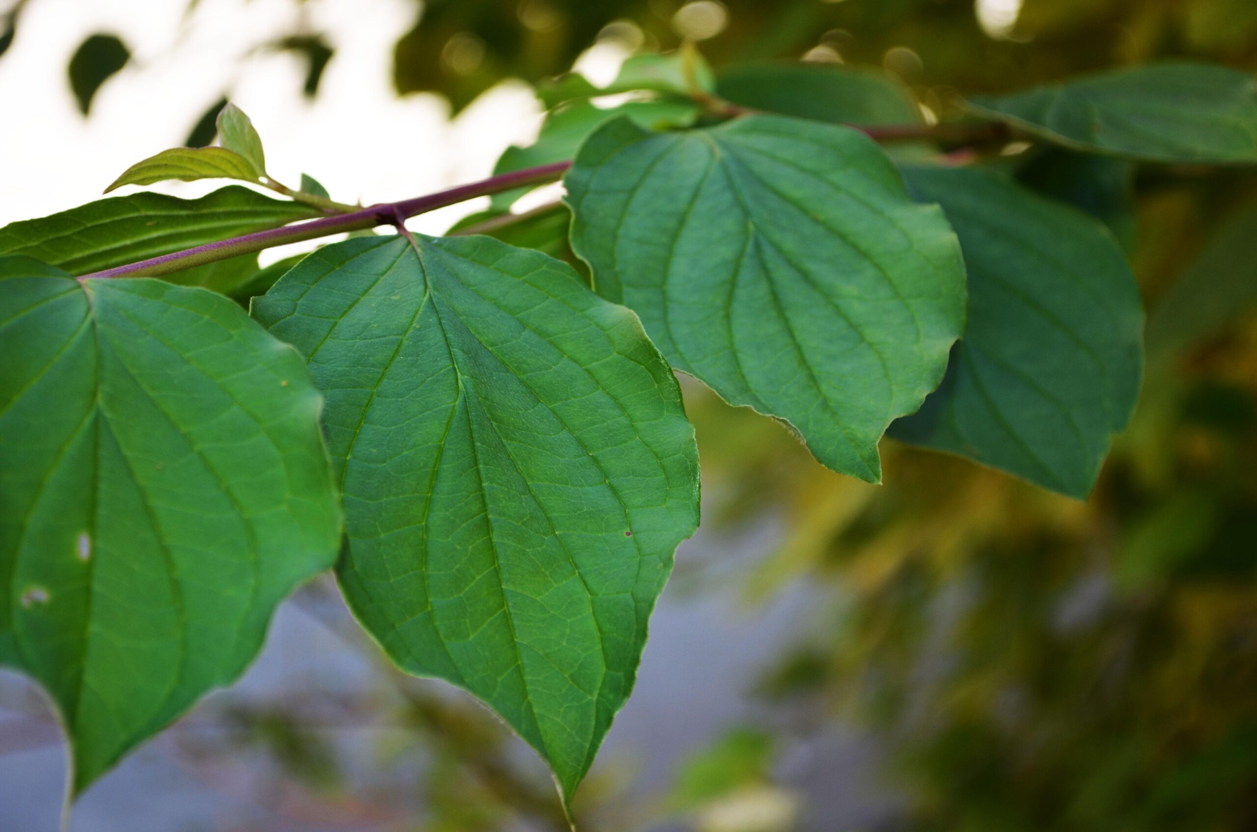 Cornus sanguinea ‘Midwinter Fire’ – Purdue Arboretum Explorer