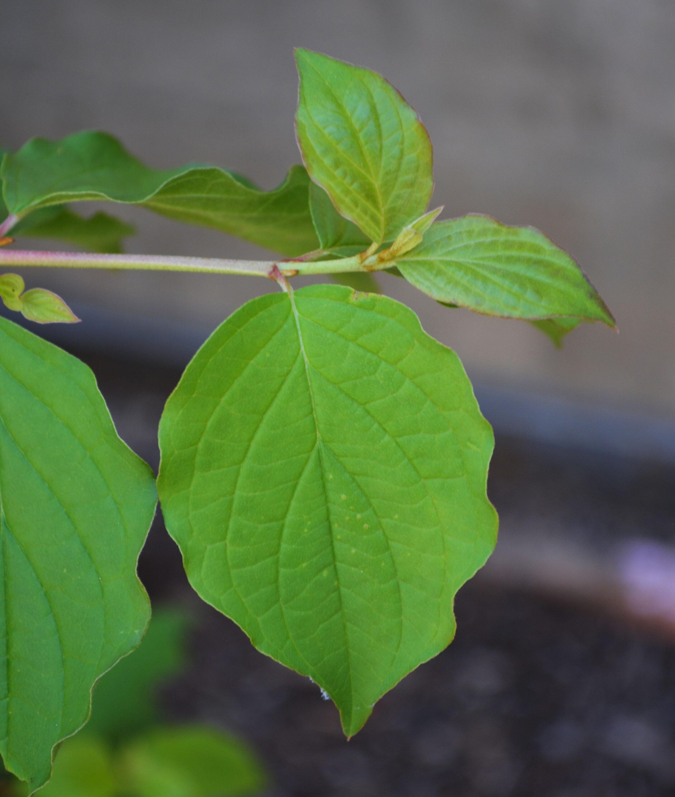 Cornus sanguinea ‘Midwinter Fire’ – Purdue Arboretum Explorer