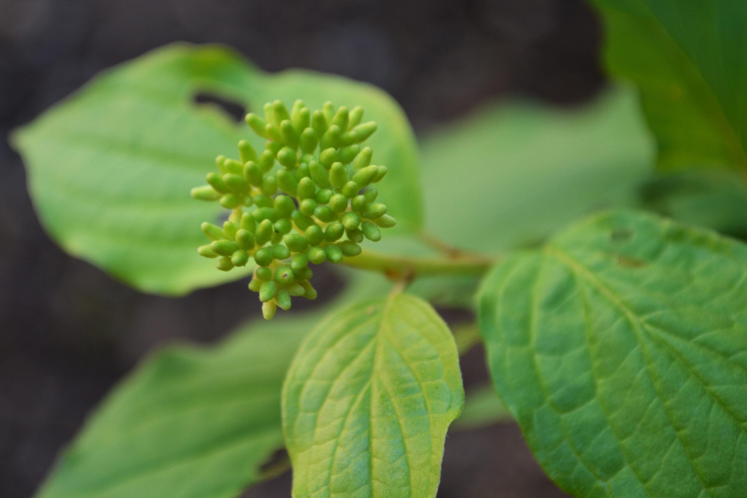 Cornus sanguinea ‘Midwinter Fire’ – Purdue Arboretum Explorer