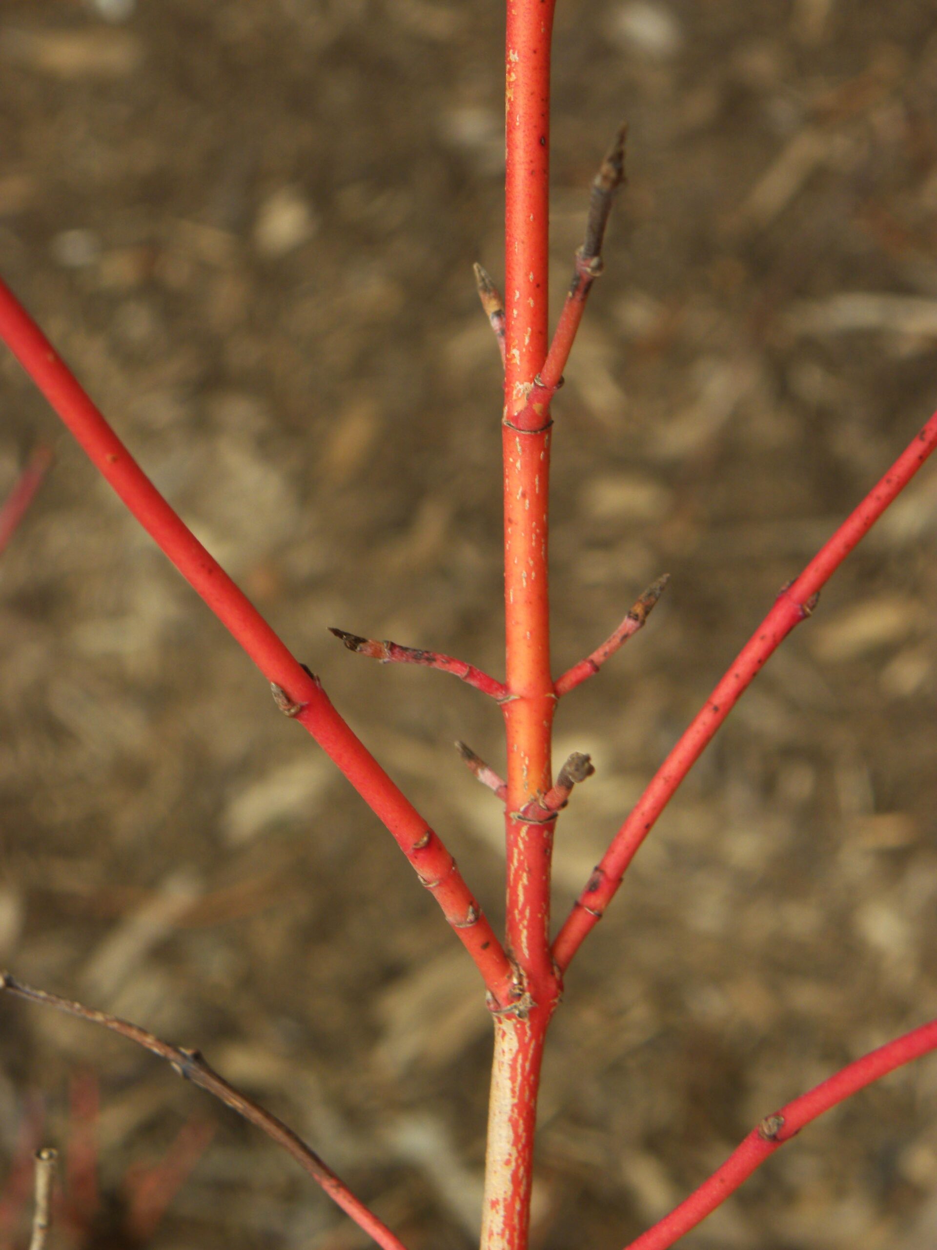 Cornus sericea – Purdue Arboretum Explorer