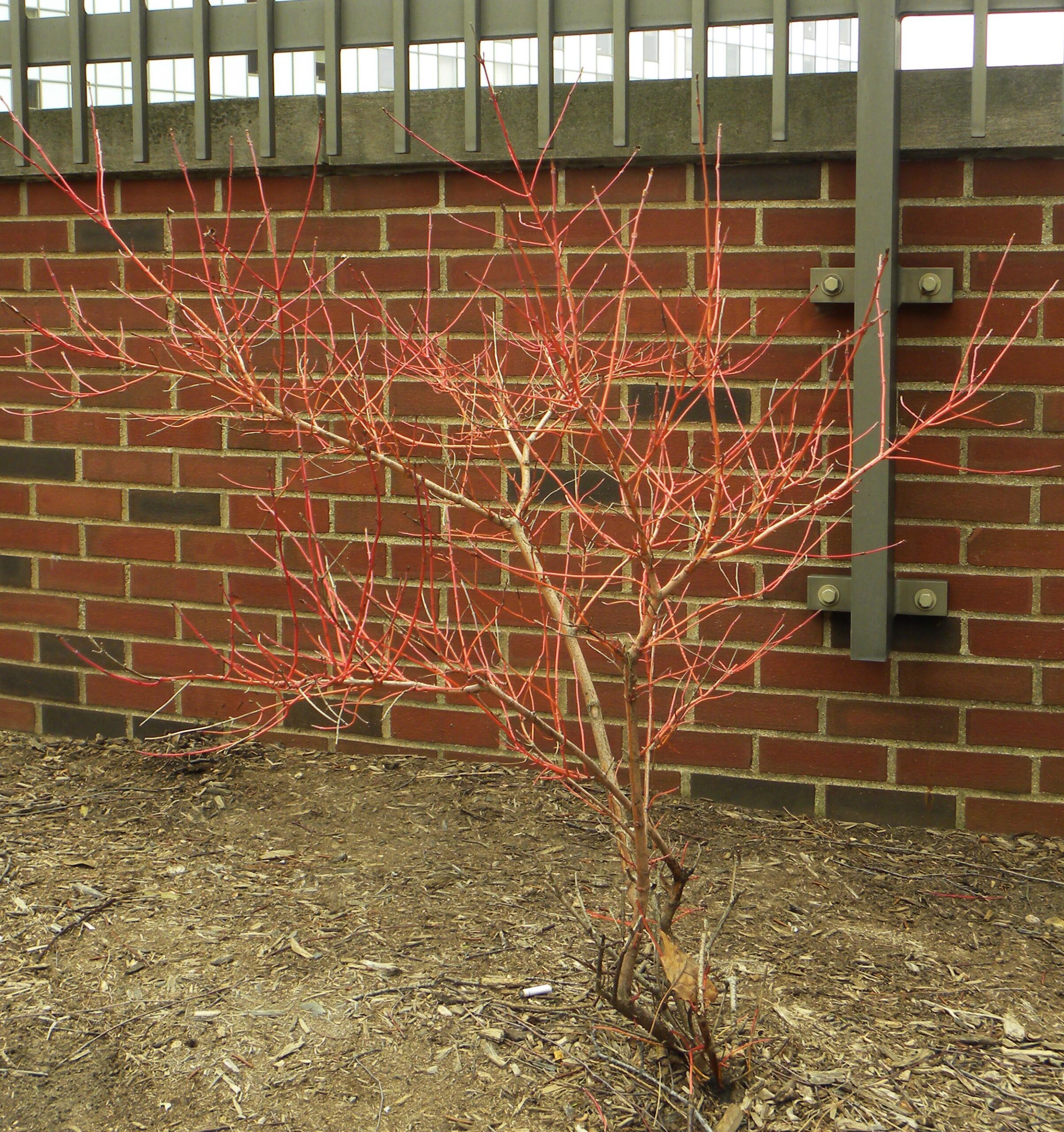 Cornus sericea – Purdue Arboretum Explorer