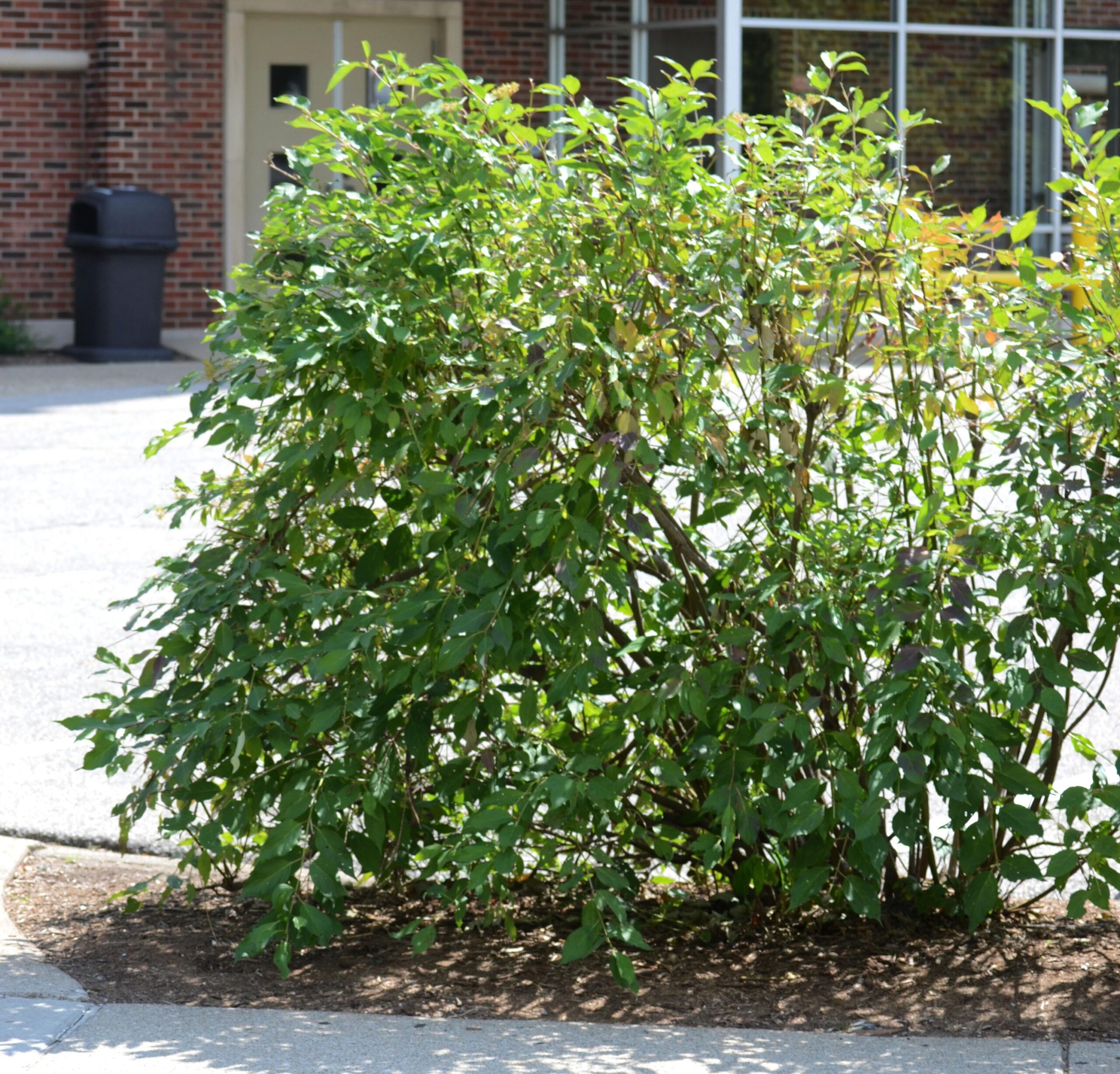 Cornus sericea – Purdue Arboretum Explorer