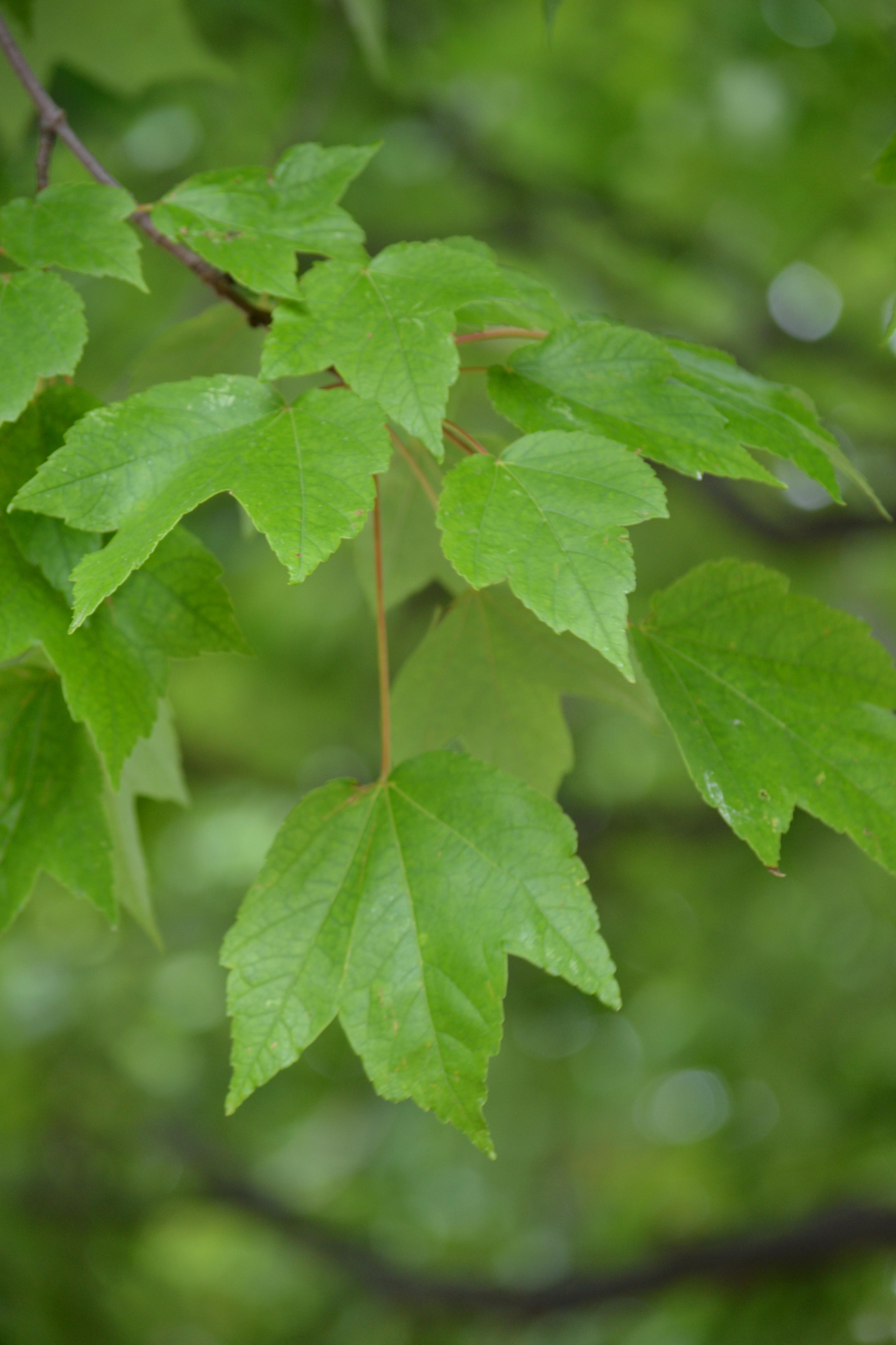 Acer grandidentatum ‘Schmidt’ [sold as Rocky Mountain Glow®] – Purdue ...