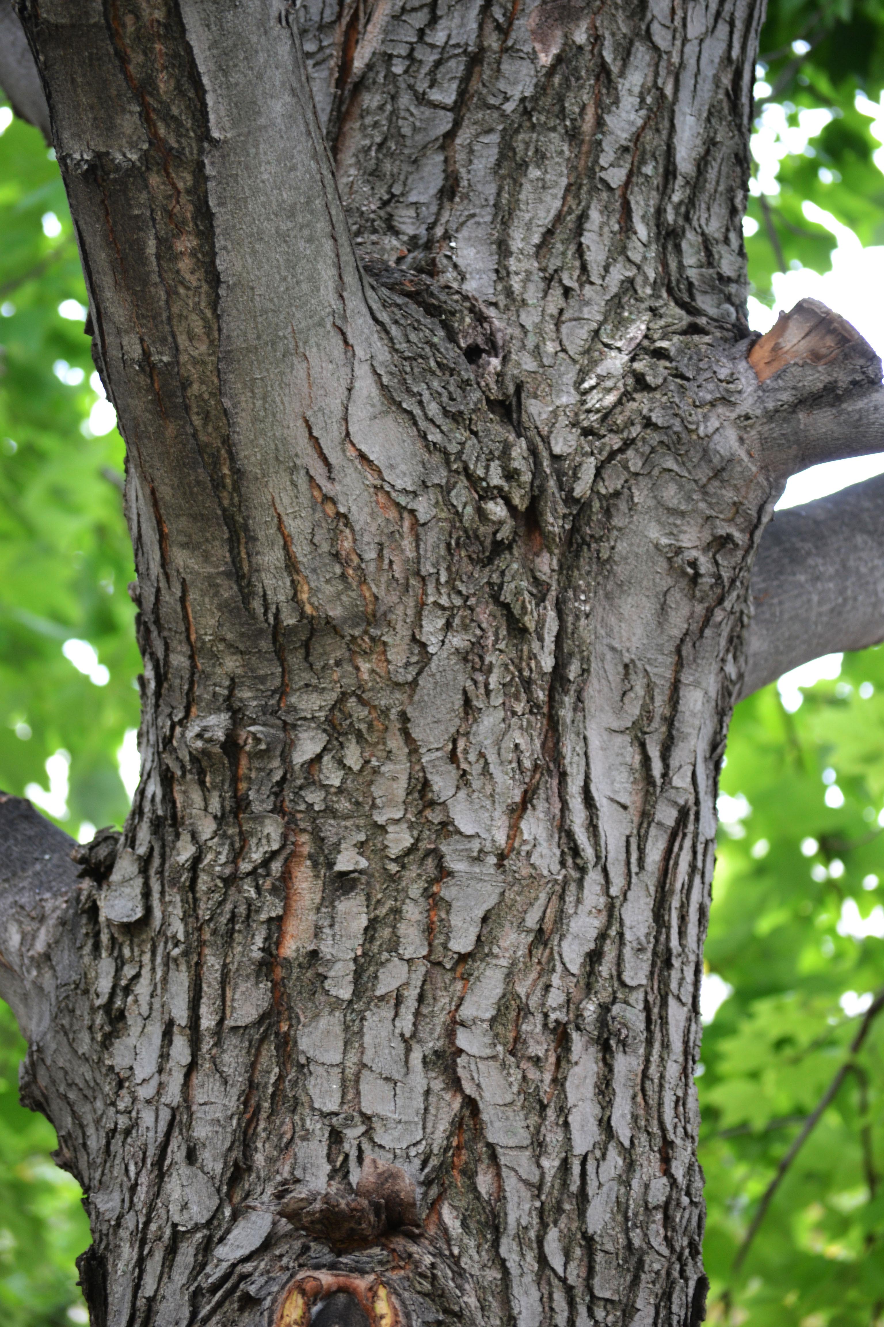 Acer grandidentatum ‘Schmidt’ [sold as Rocky Mountain Glow®] – Purdue ...