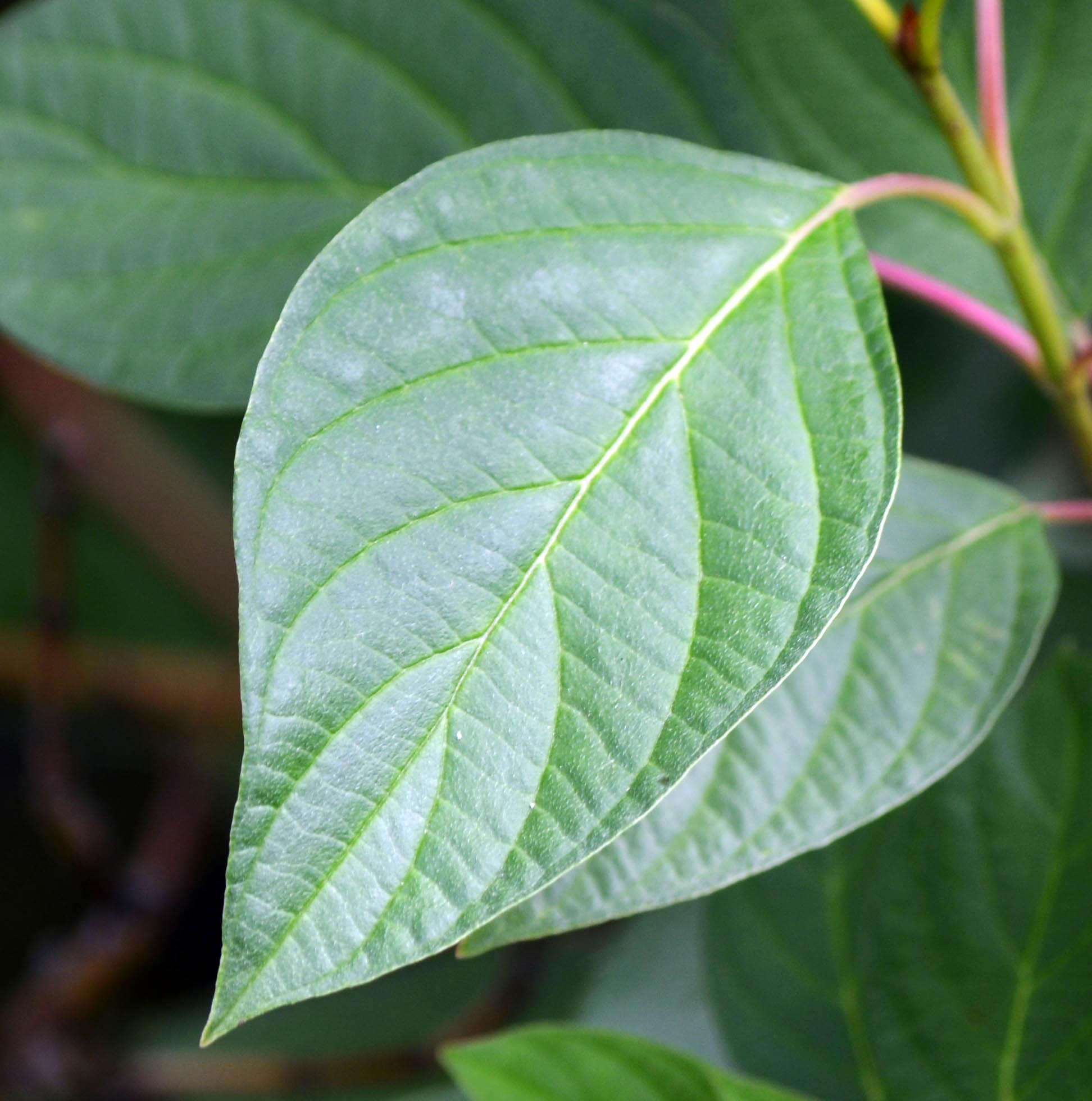 Cornus sericea ‘Cardinal’ – Purdue Arboretum Explorer