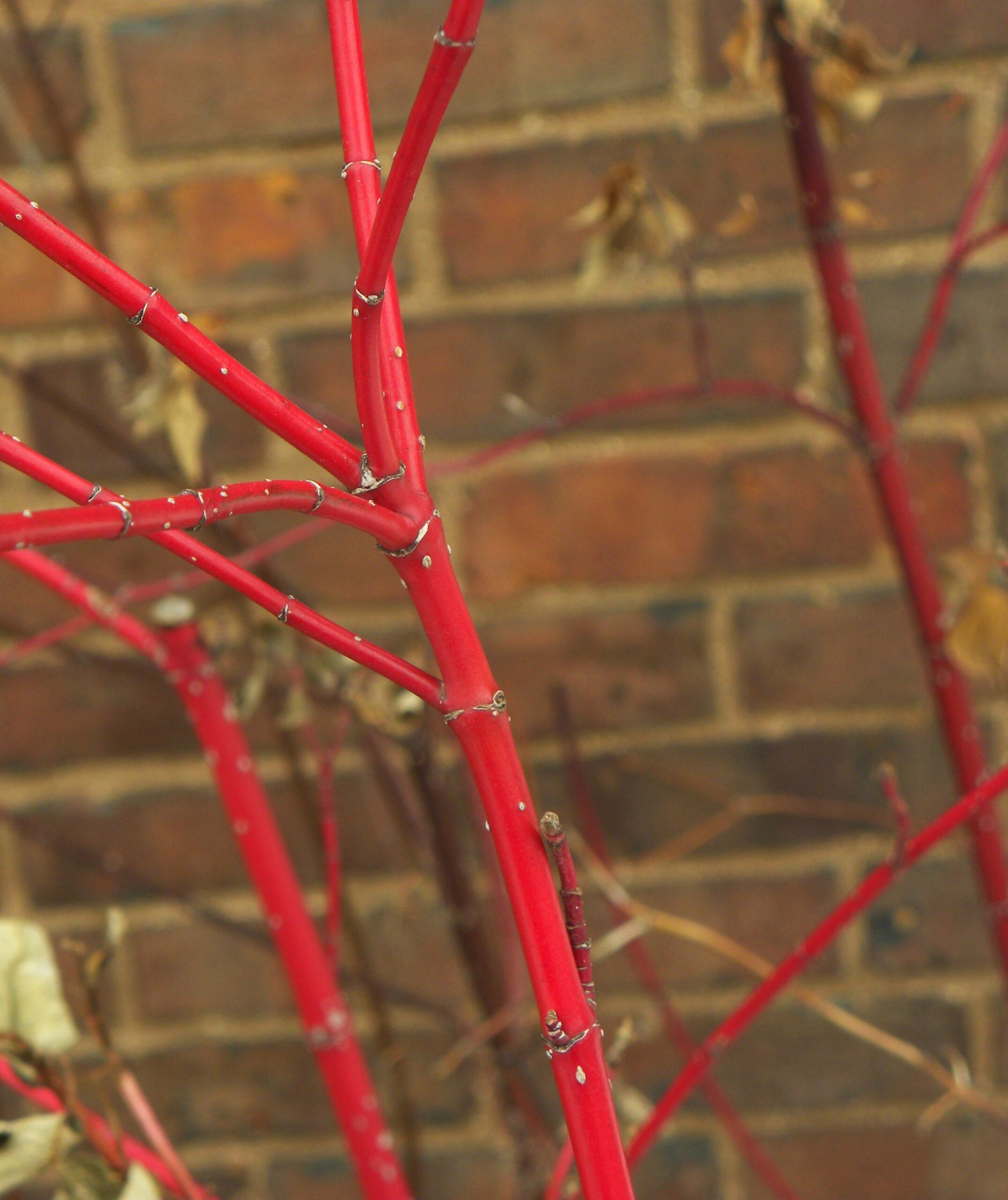 Cornus sericea ‘Cardinal’ – Purdue Arboretum Explorer